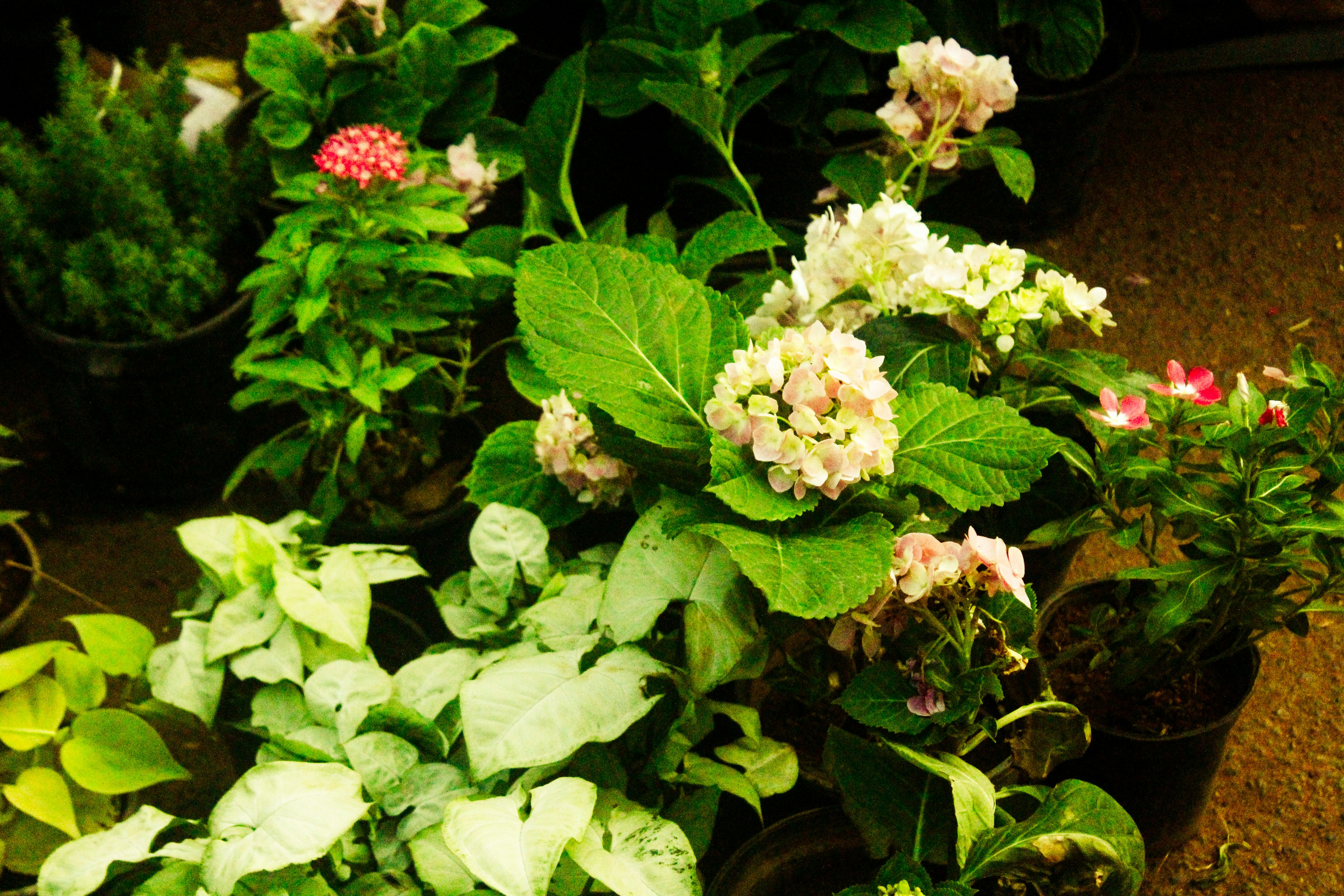 Hydrangea Haven: A Burst of Green and Bloom in a Pot-filled Garden