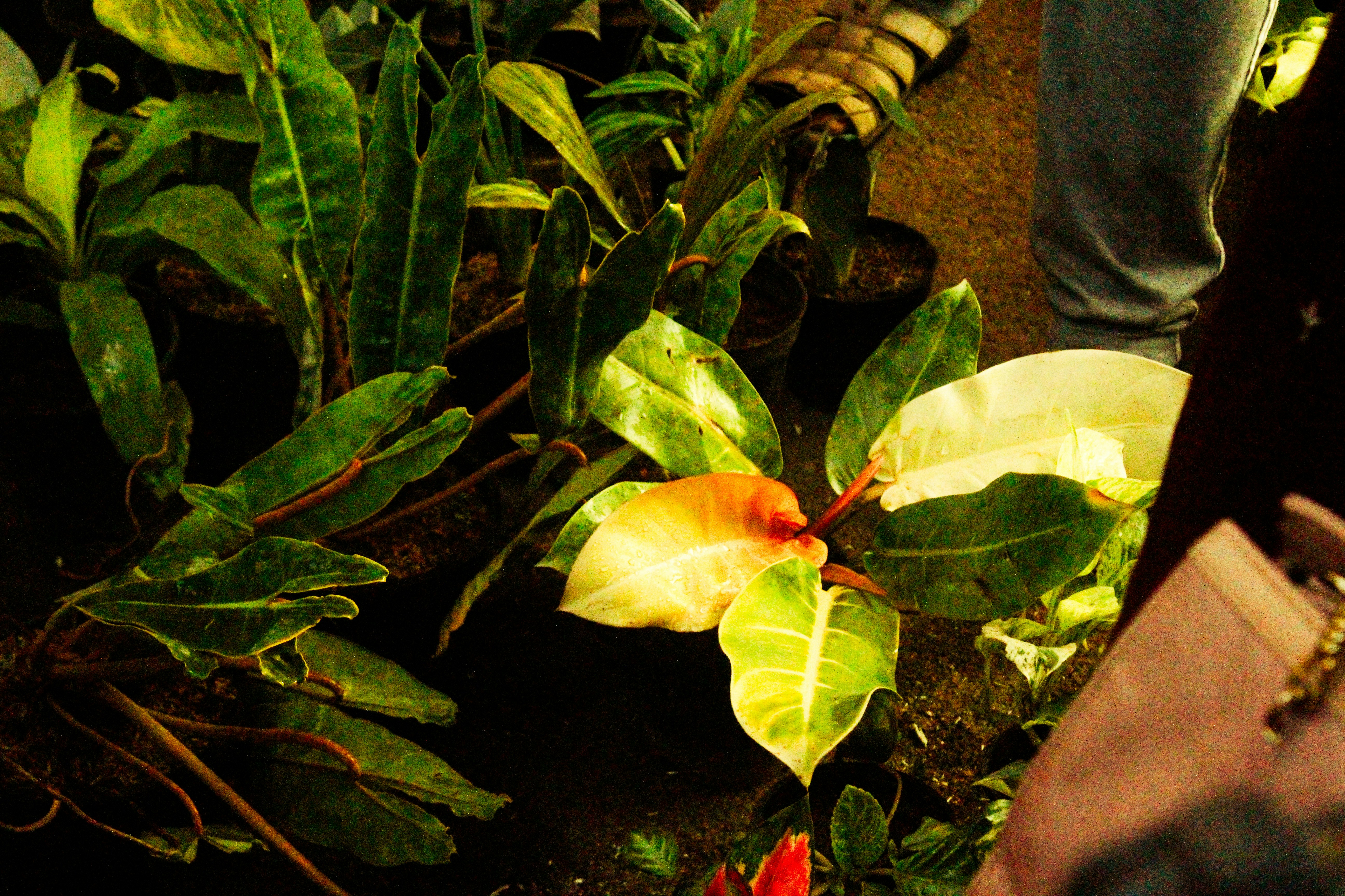 Leafy Spotlight: A Corner of Plant Life at a Garden Edge