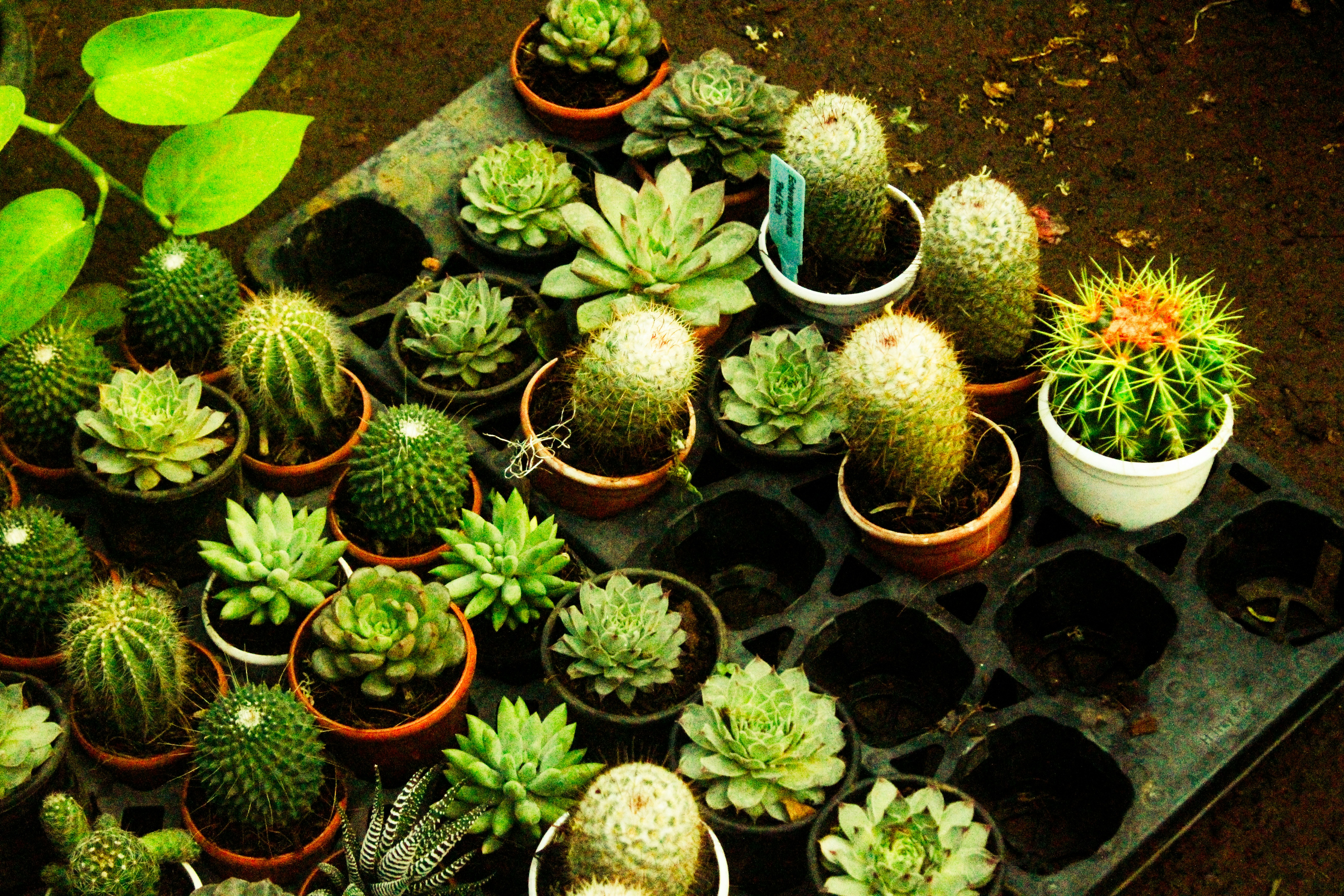 Arrangement of Miniature Cacti and Succulents in a nursery tray