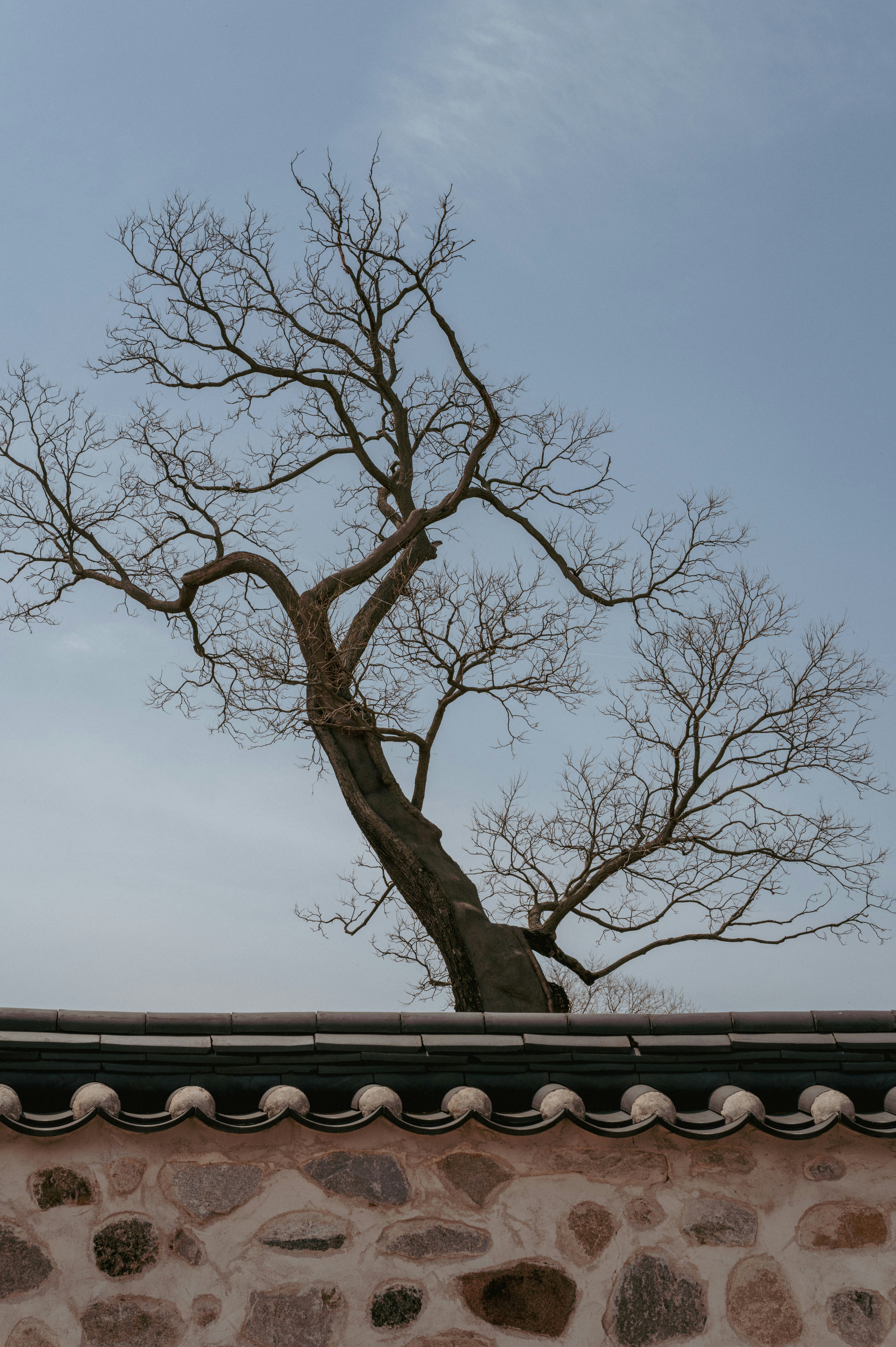 Bare-branch Sentinel Above The Stone Wall