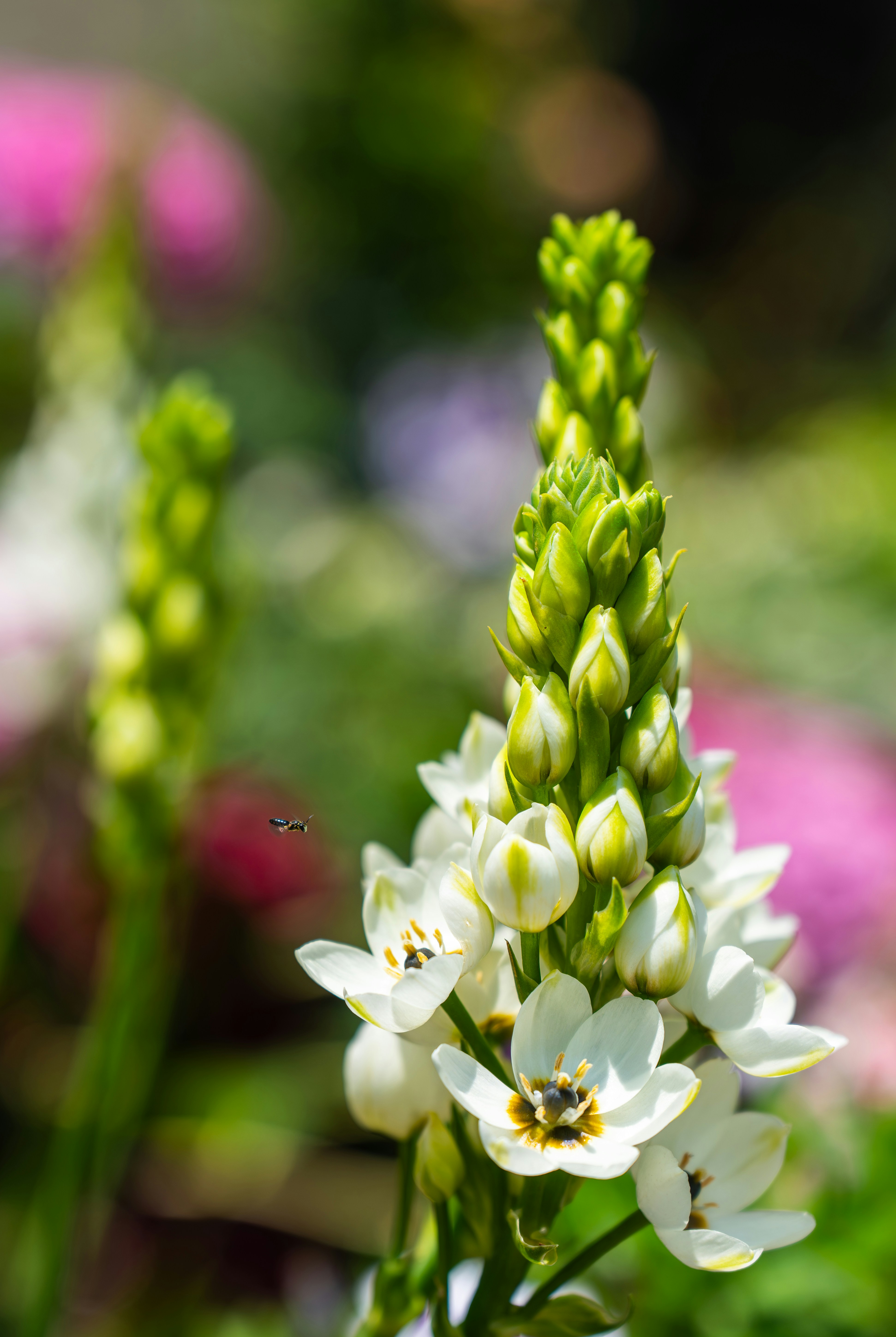 Floral Spike in Focus: White Blossoms Against a Soft Garden Blur