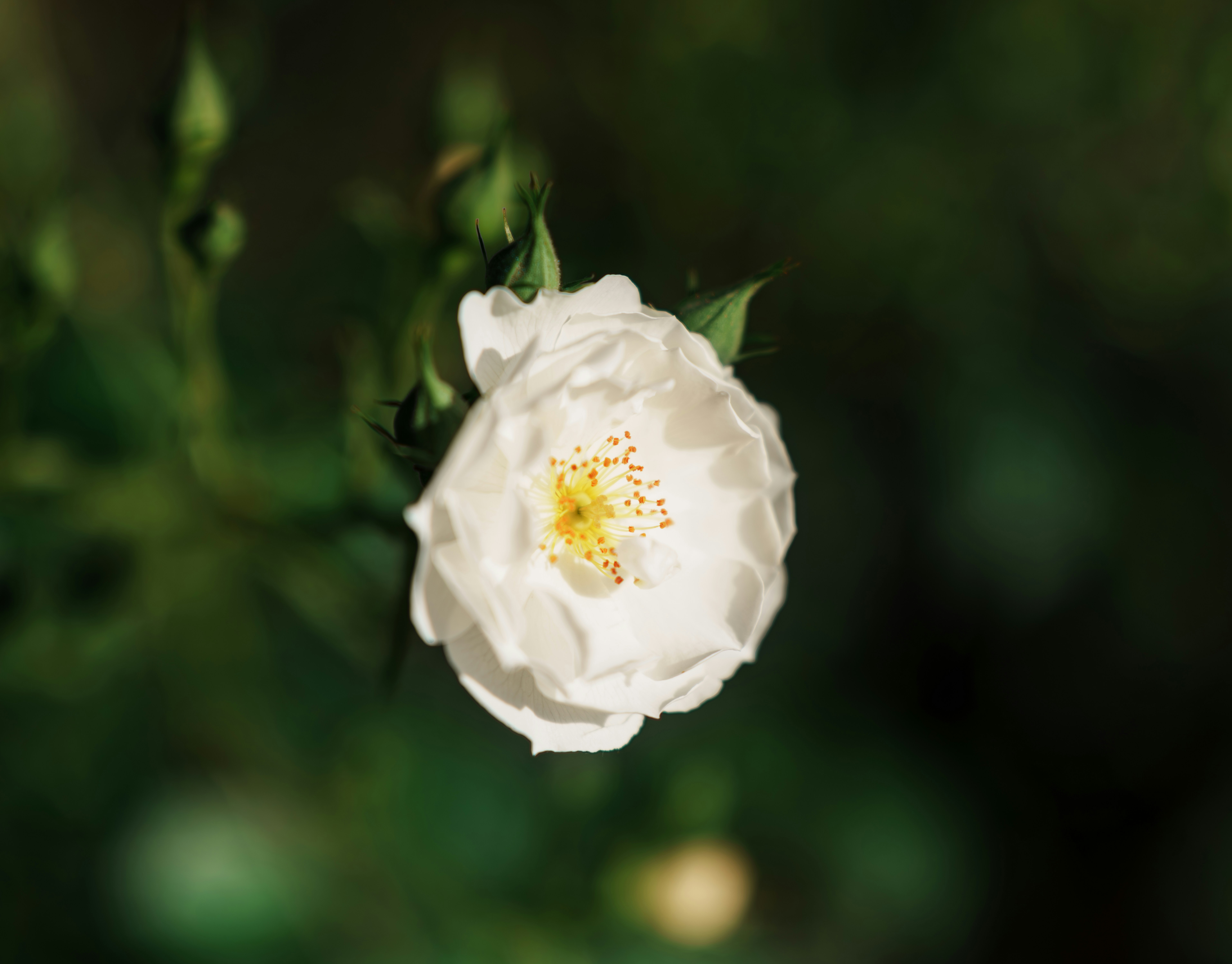 White Rose in Soft Dusk: A solitary bloom in focus amid a blurred garden