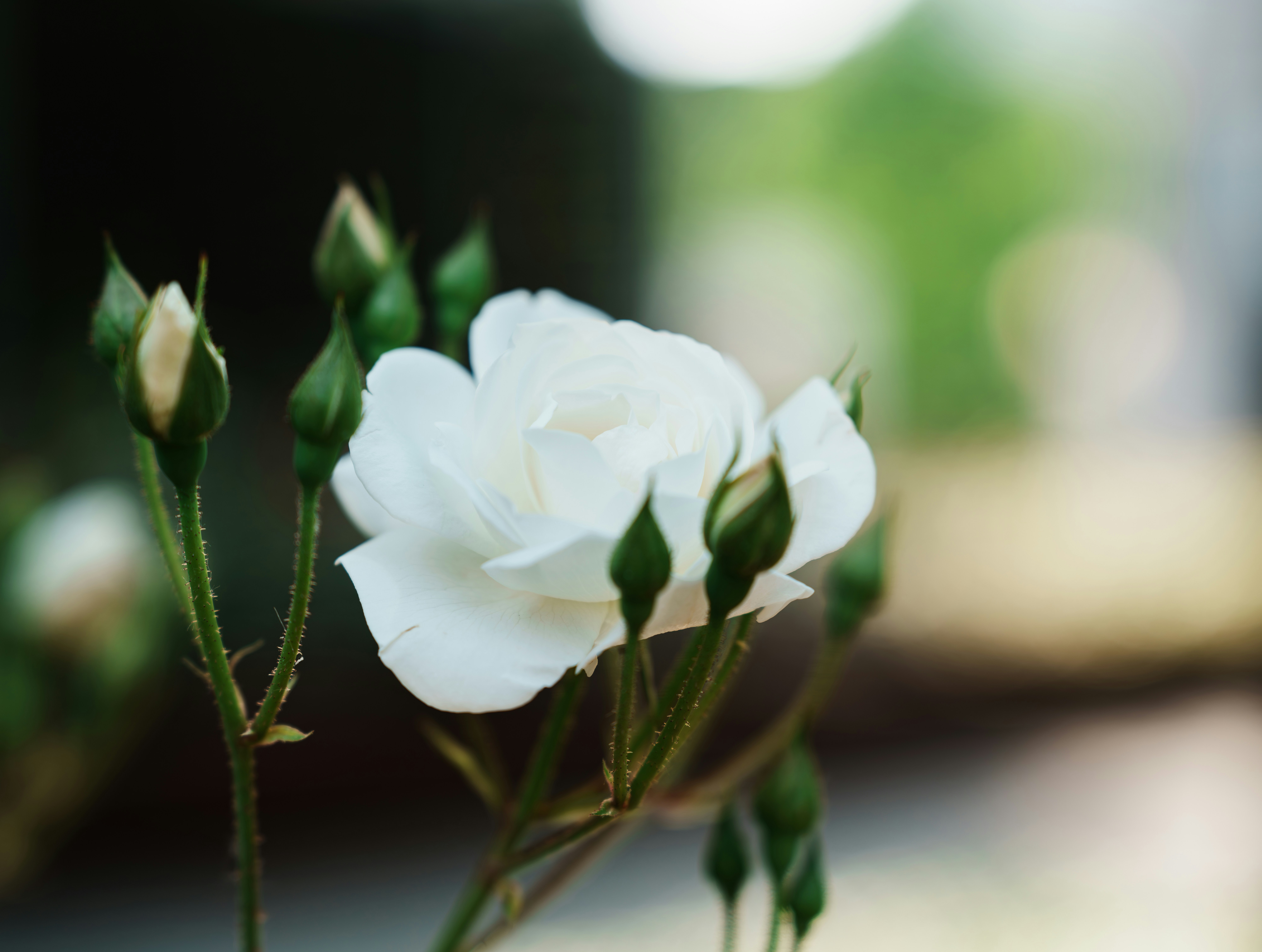 White Rose in Soft Focus Garden