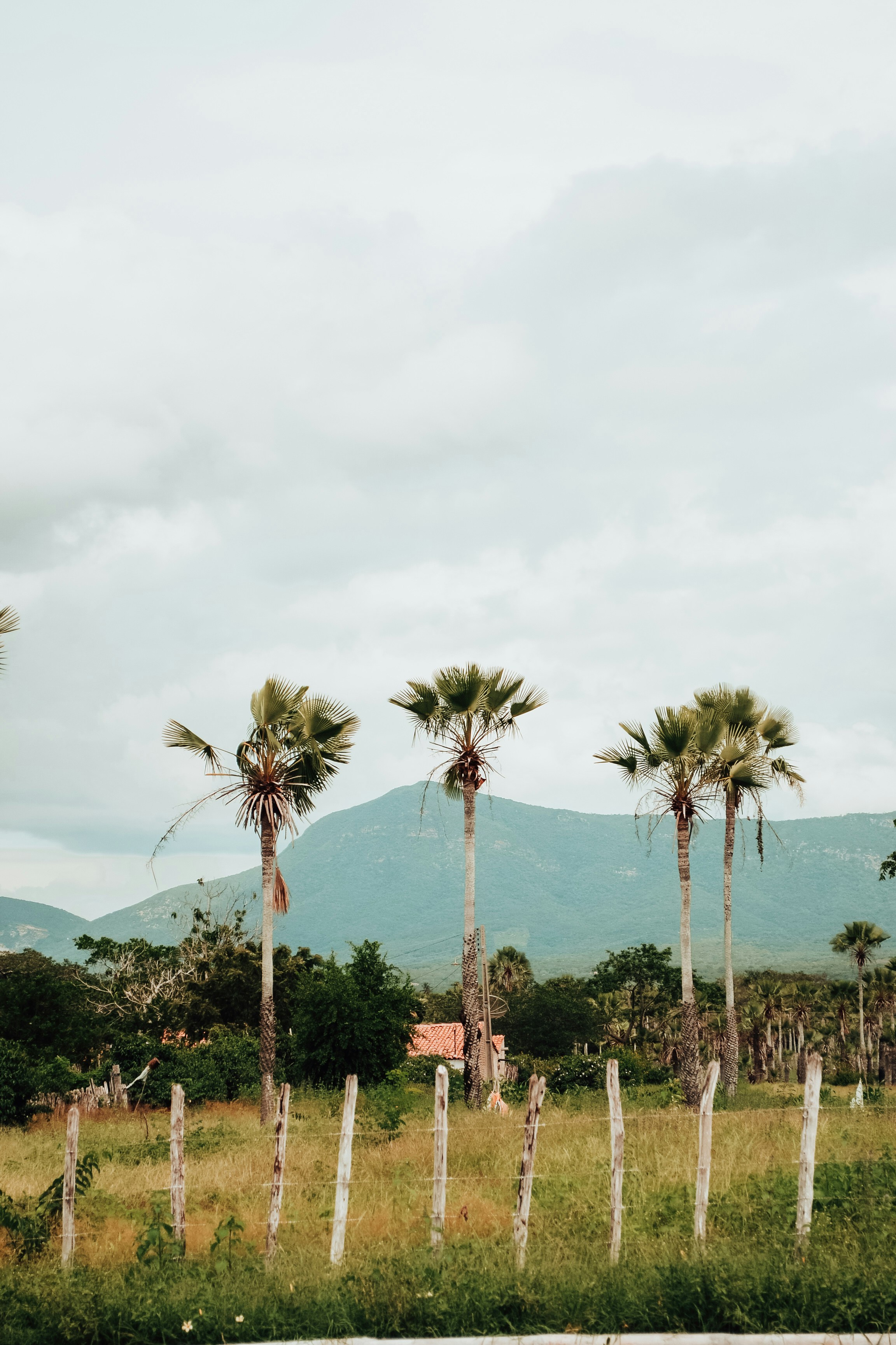 Palm Trees and Distant Mountains Beyond a Weathered Fence