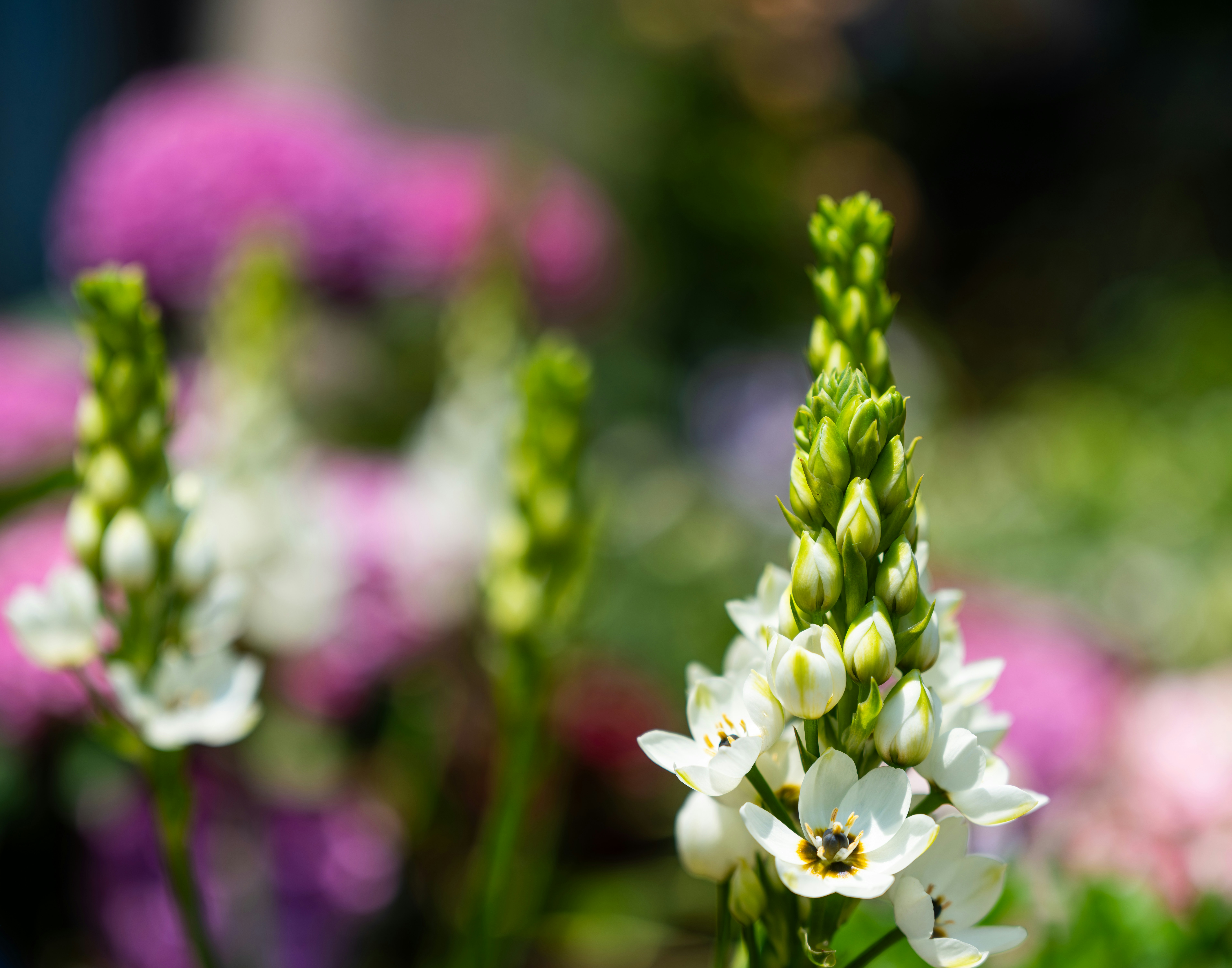 White-flowered spike in a sunlit garden frame