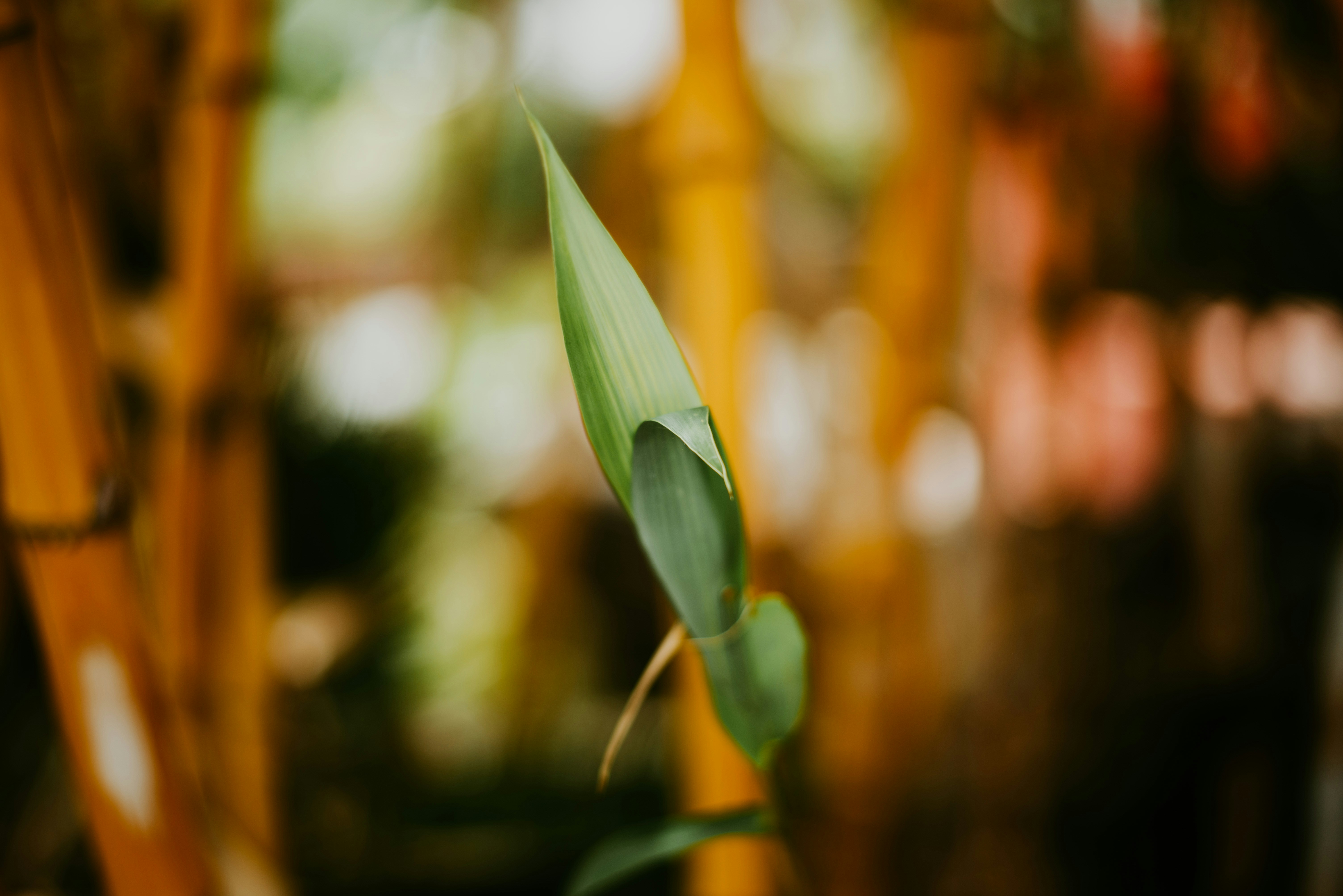 A close-up of a single green leaf centered against a blurred warm-toned bamboo background.