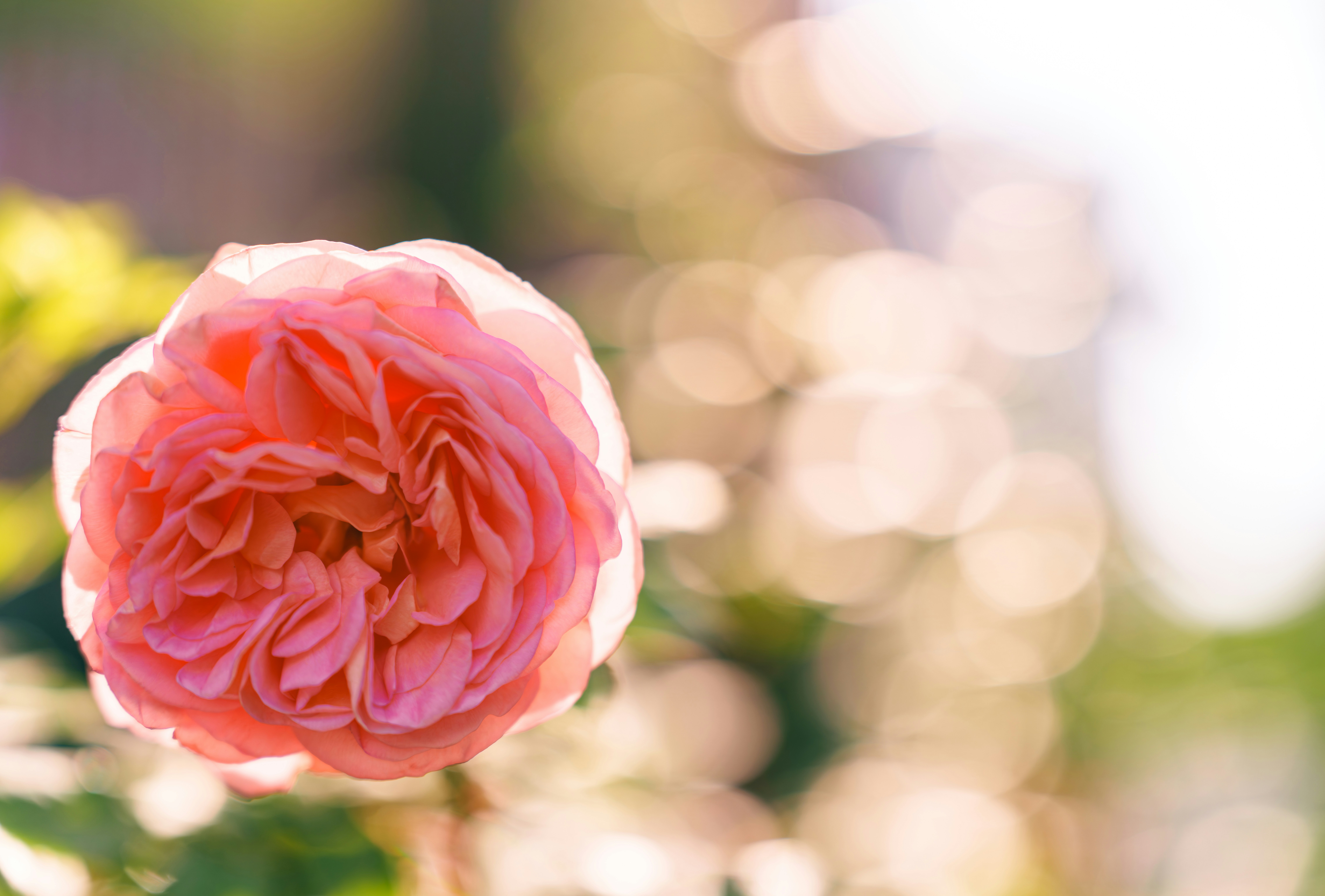 Petal Prism: A Sunlit Pink Rose in Soft Backlight