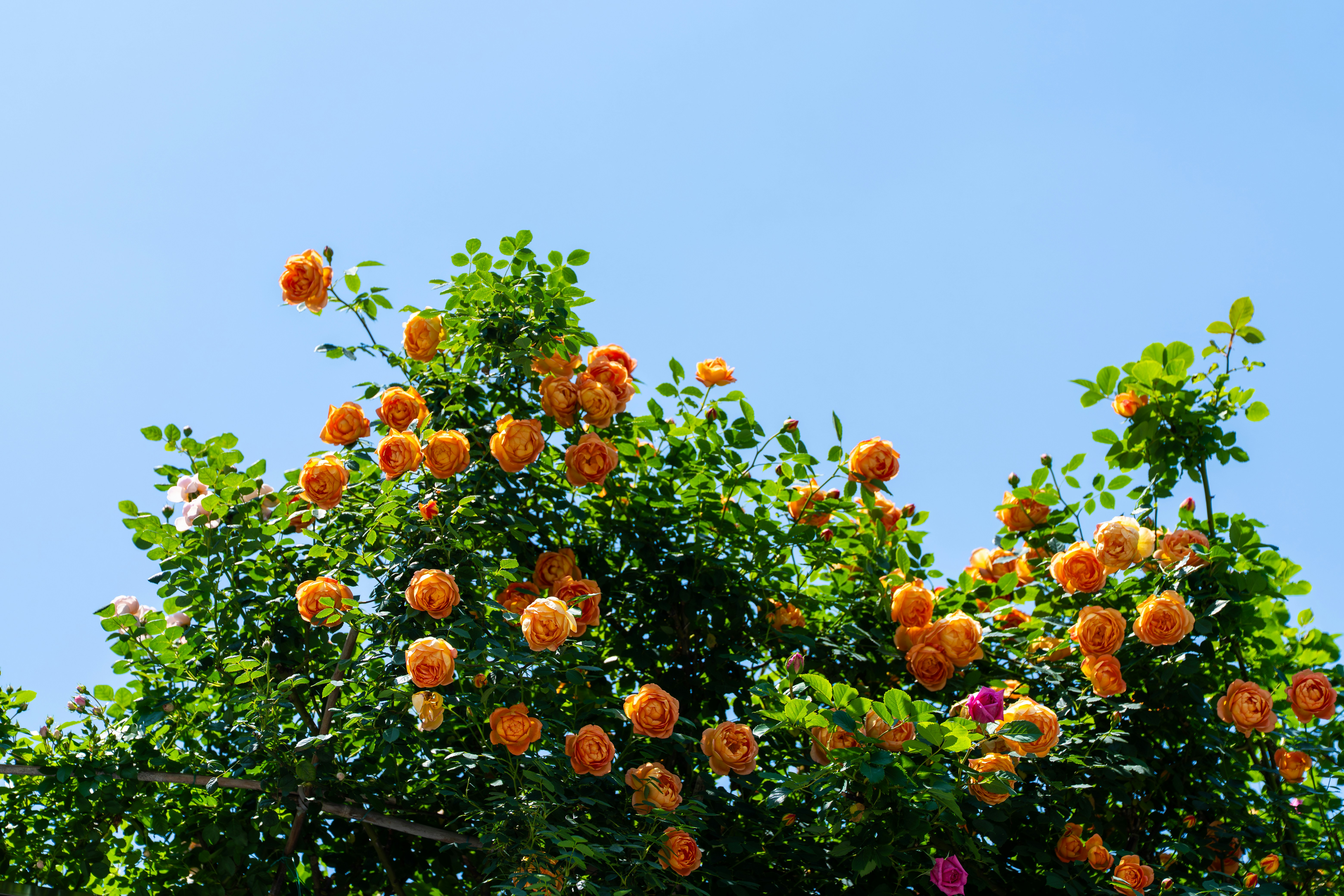 Orange Roses Crown the Green Canopy Under a Clear Blue Sky