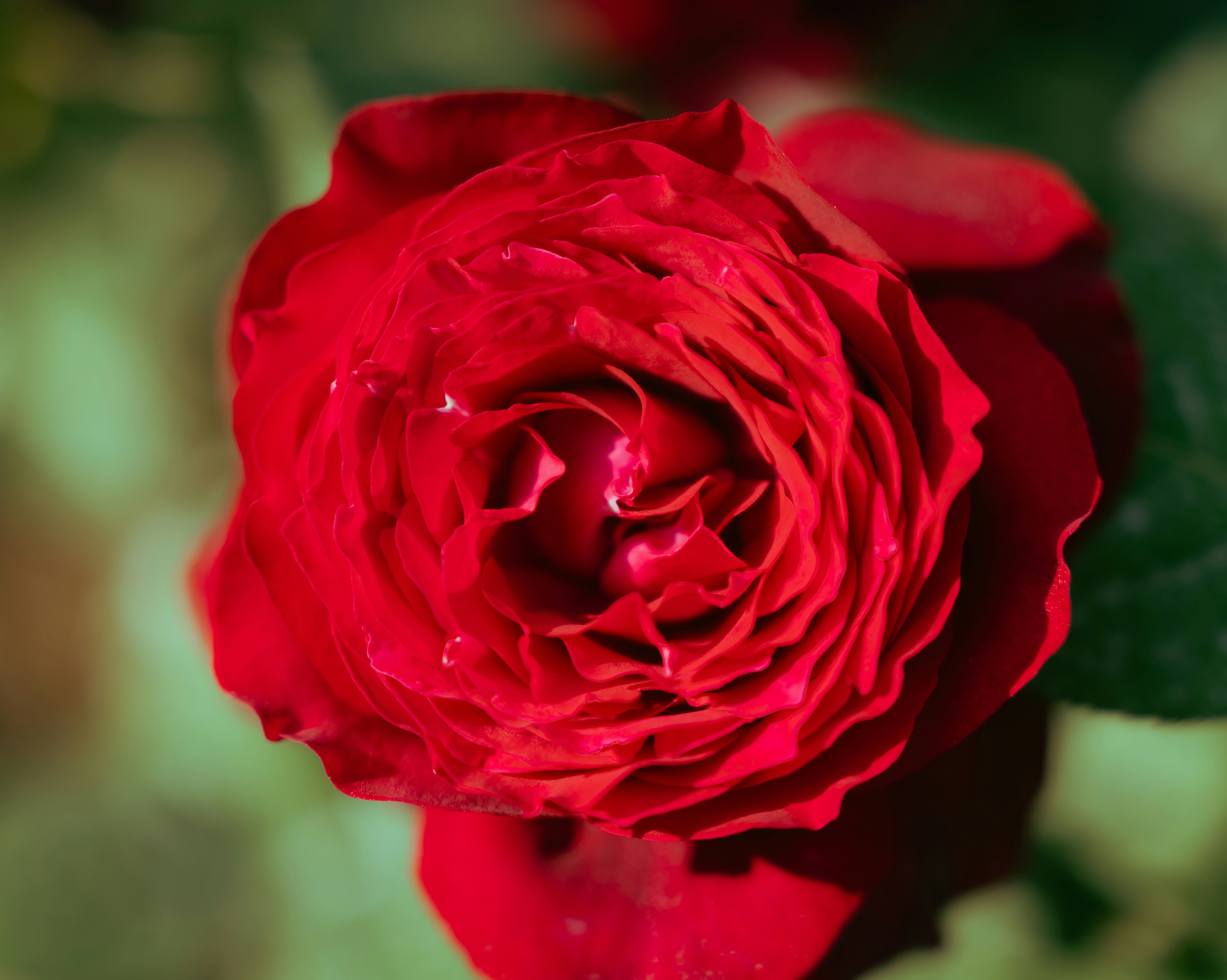 Crimson Rosette: A Macro Portrait of Petal Depths