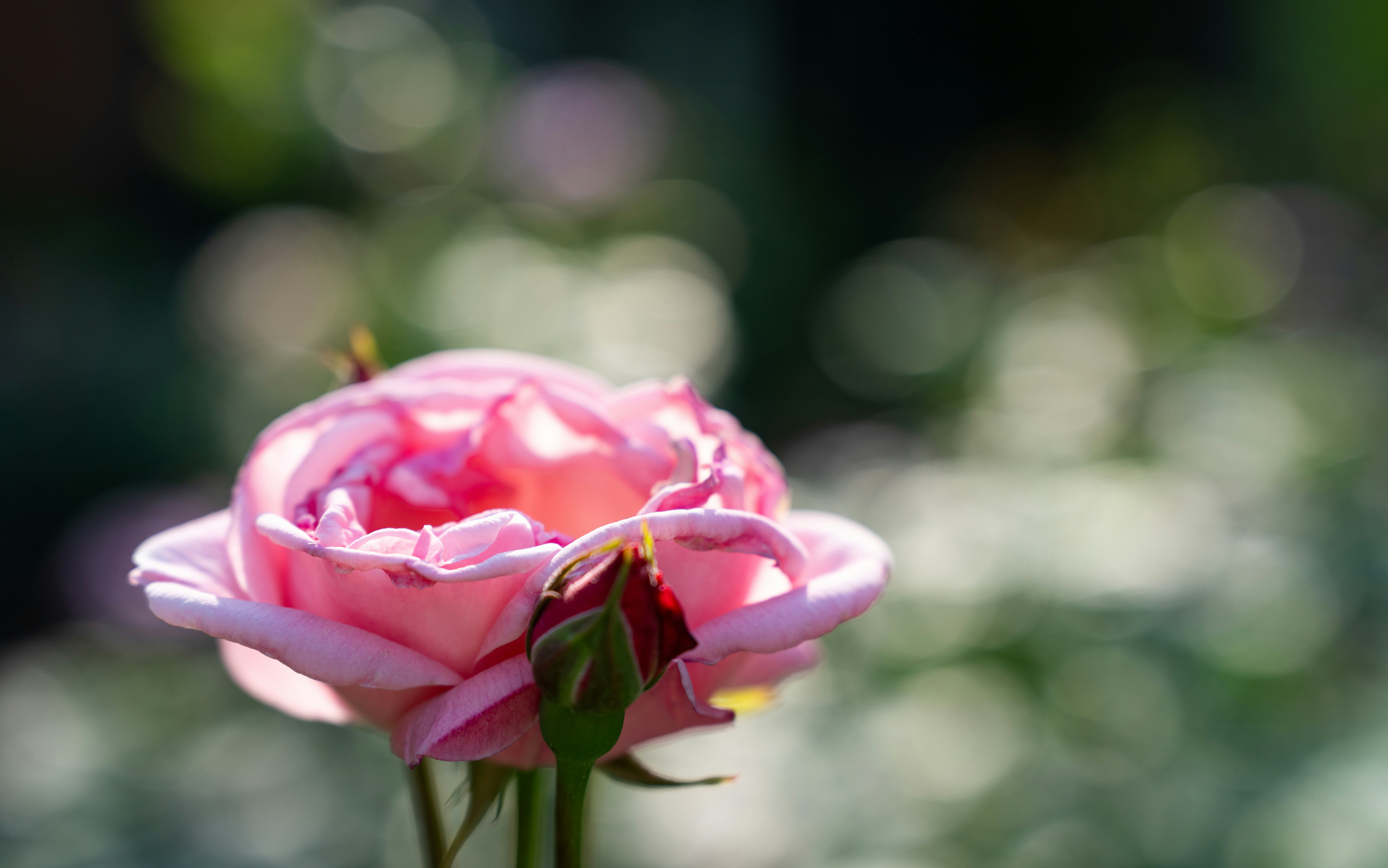 Pink Rose in Soft Focus Garden Glow