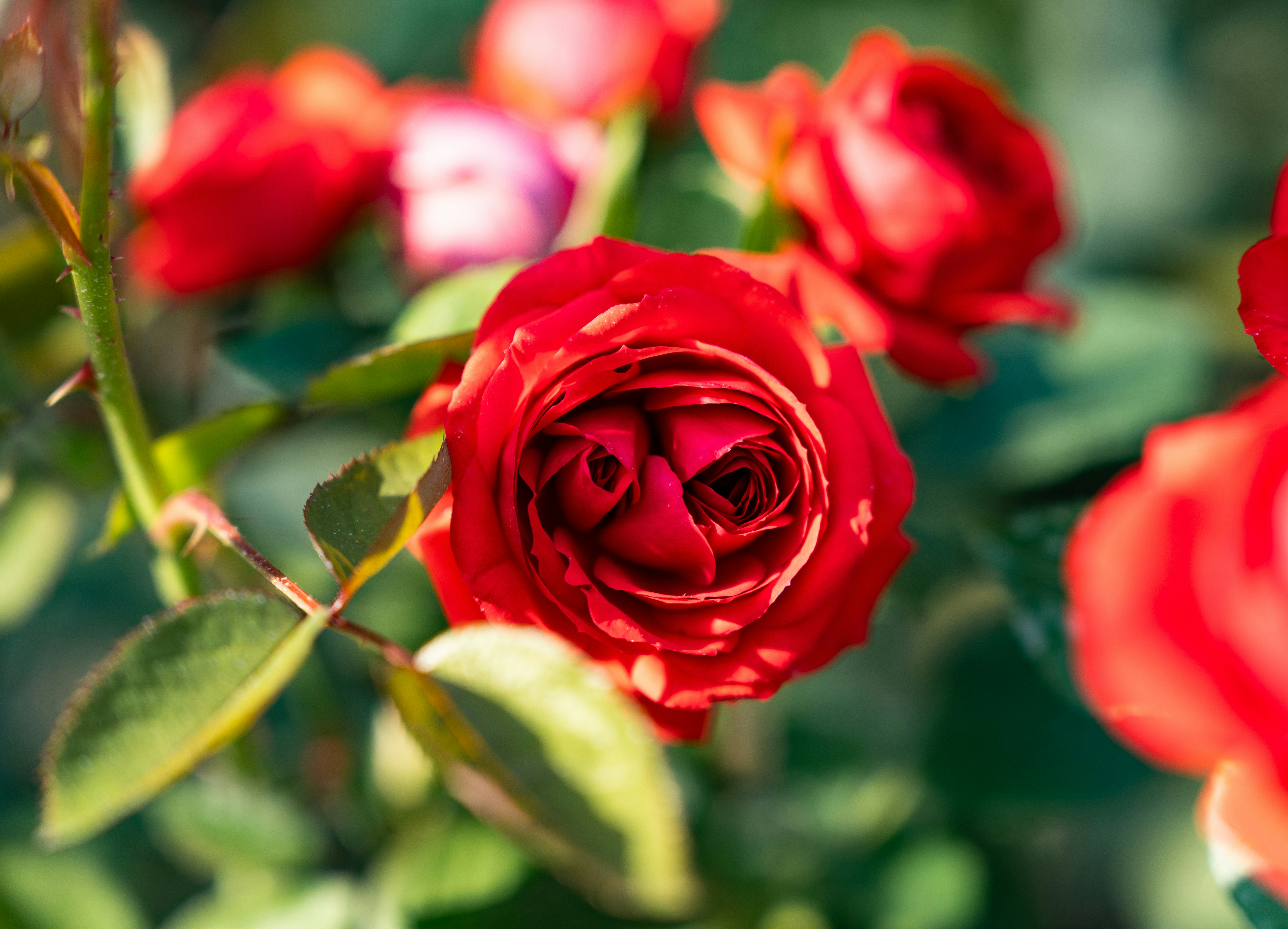 Close-Up Red Rose in Soft Bokeh Garden