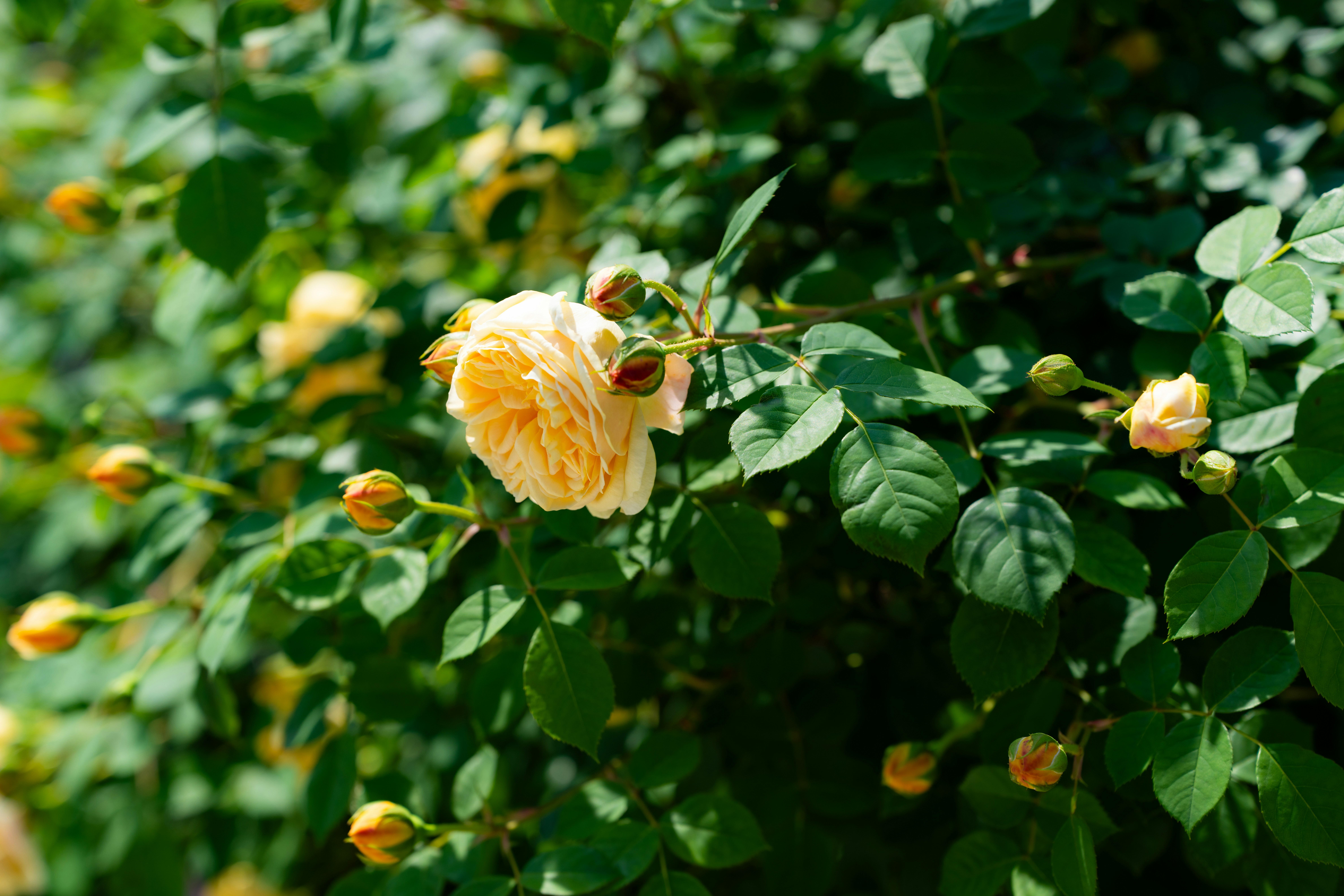 A Persuasive Cream Rose Among Green Foliage