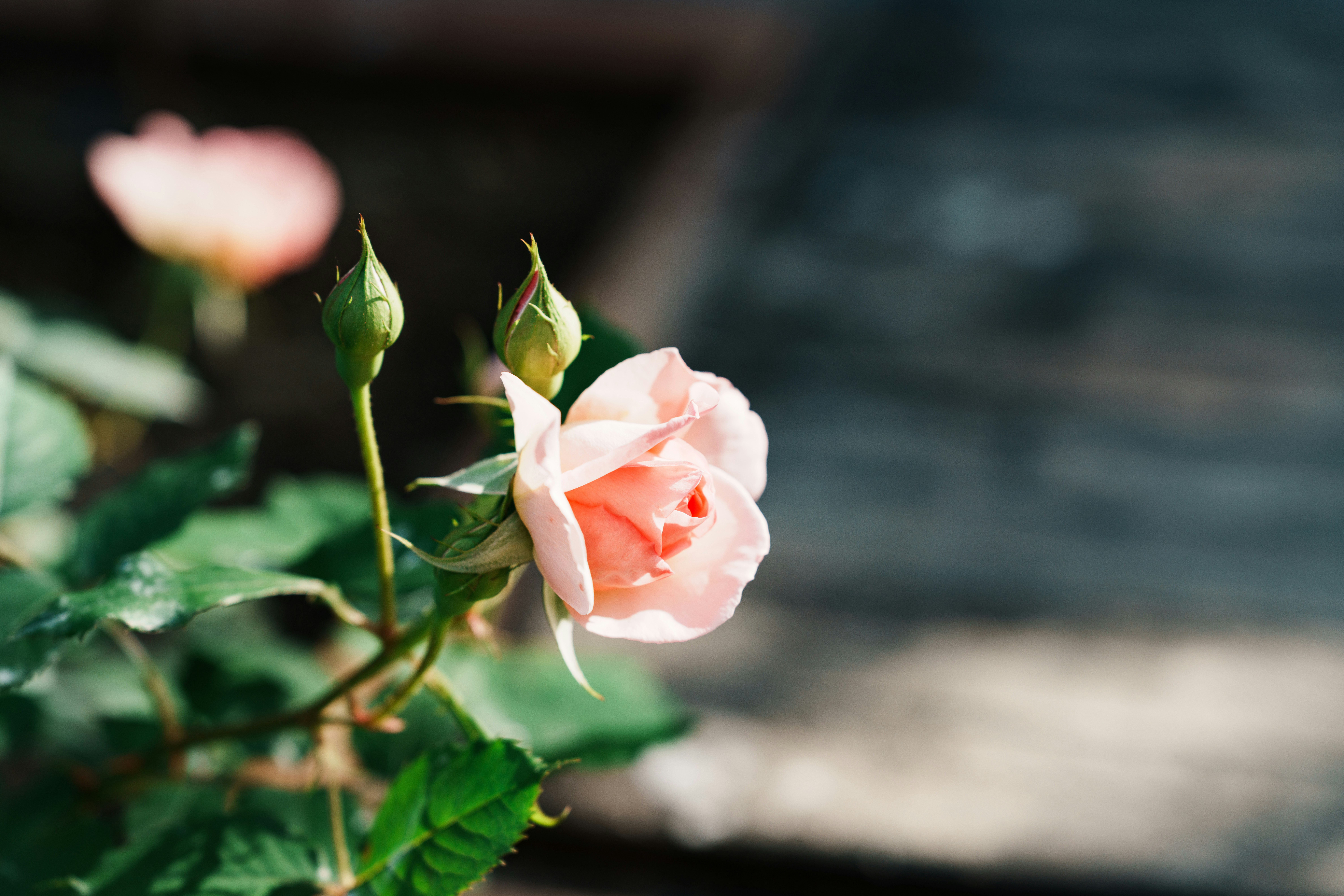 Soft Pink Bloom in a Quiet Garden