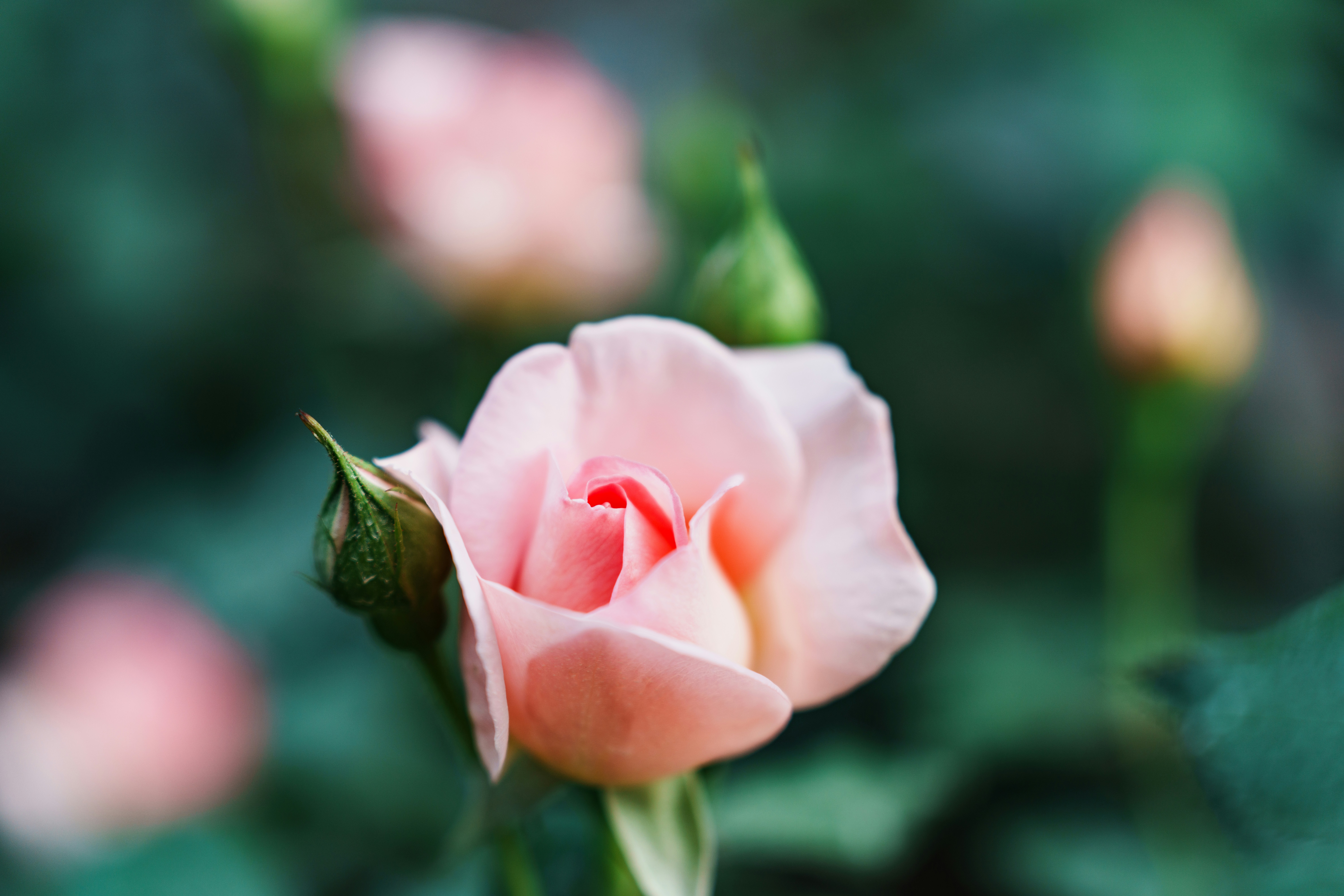 Soft Pink Rose in a Quiet Garden Moment