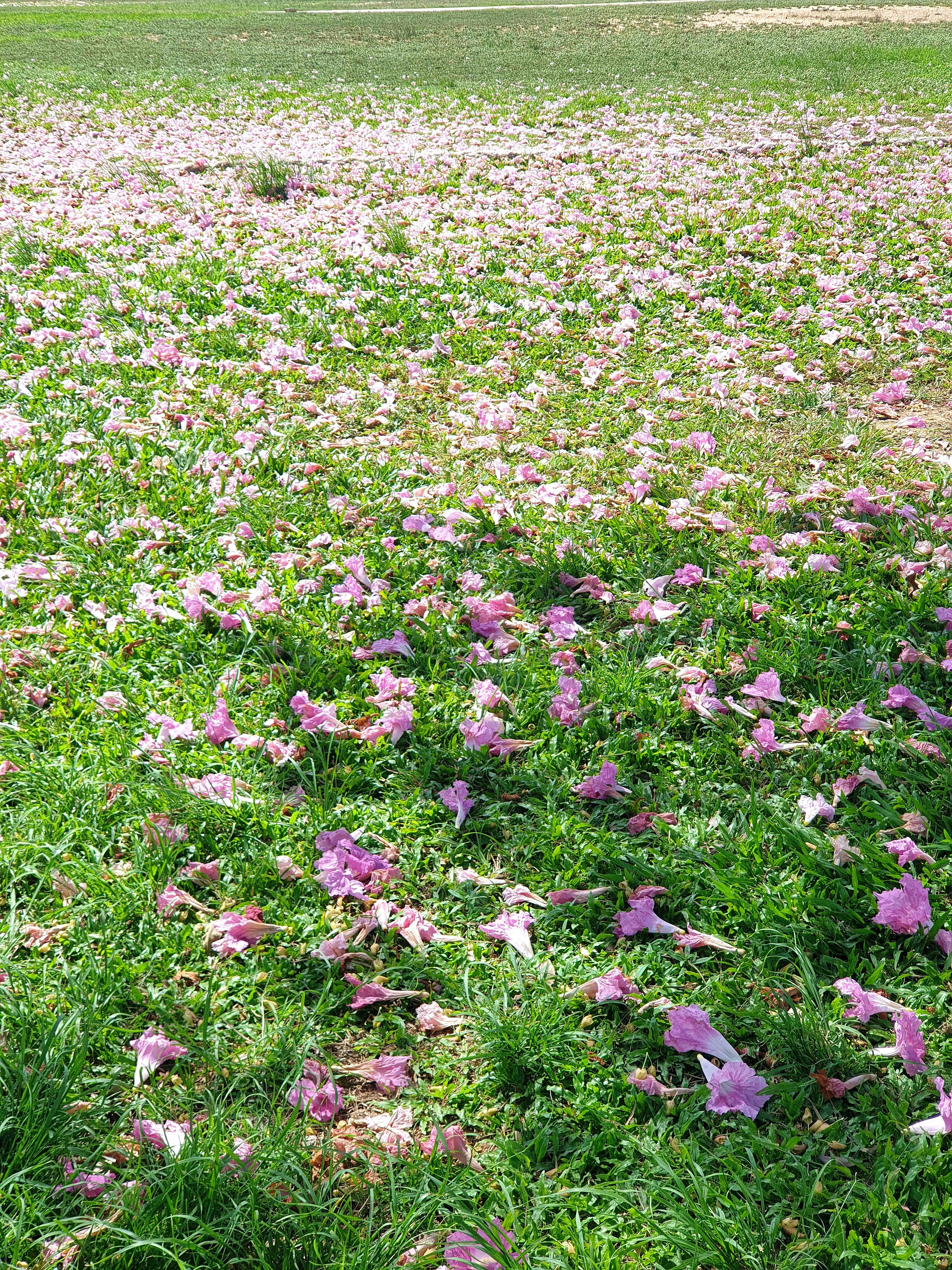 Pink Petal Carpet: A Dawn of Blossoms Across the Meadow