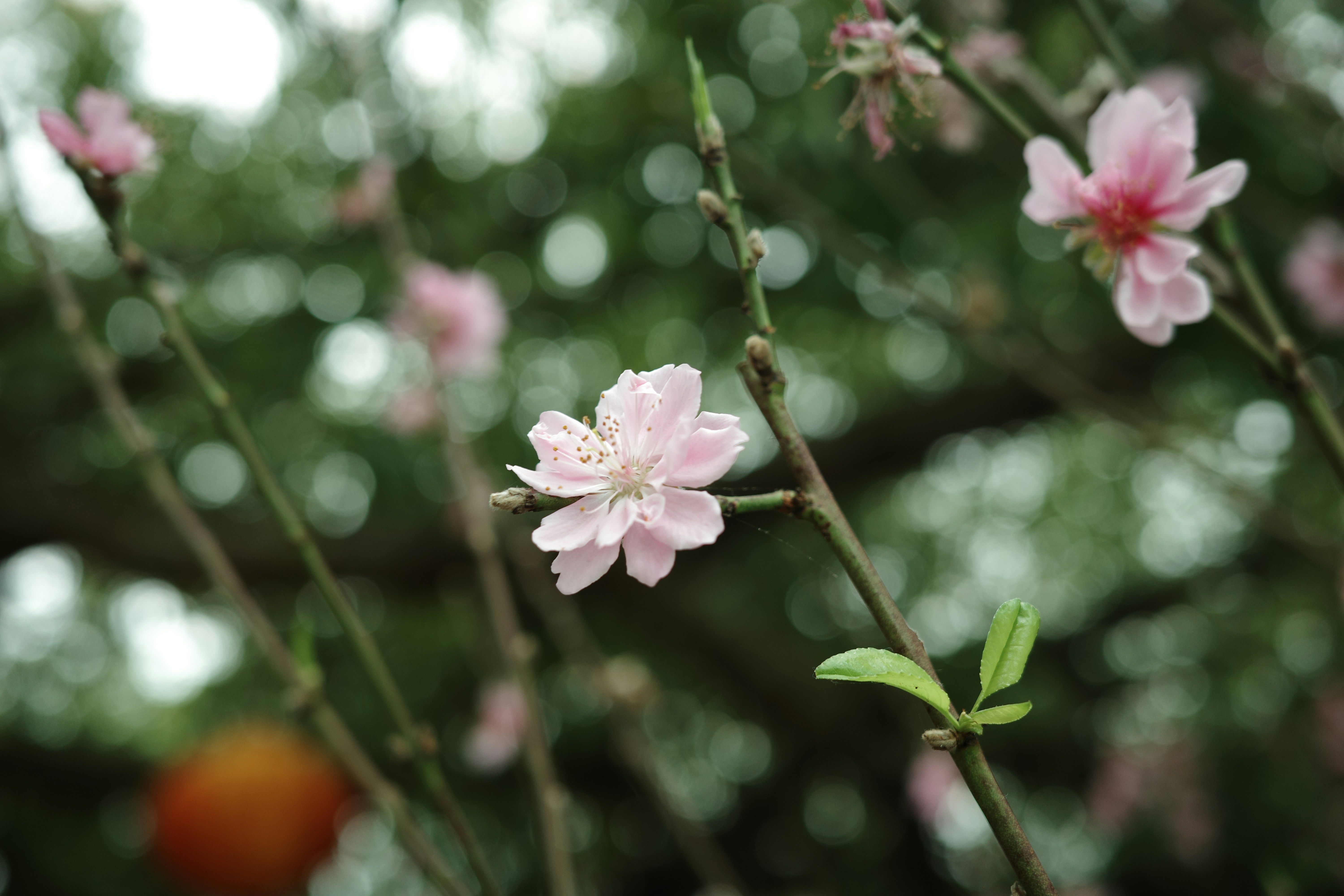 Soft Pink Bloom in a Garden of Bokeh Light