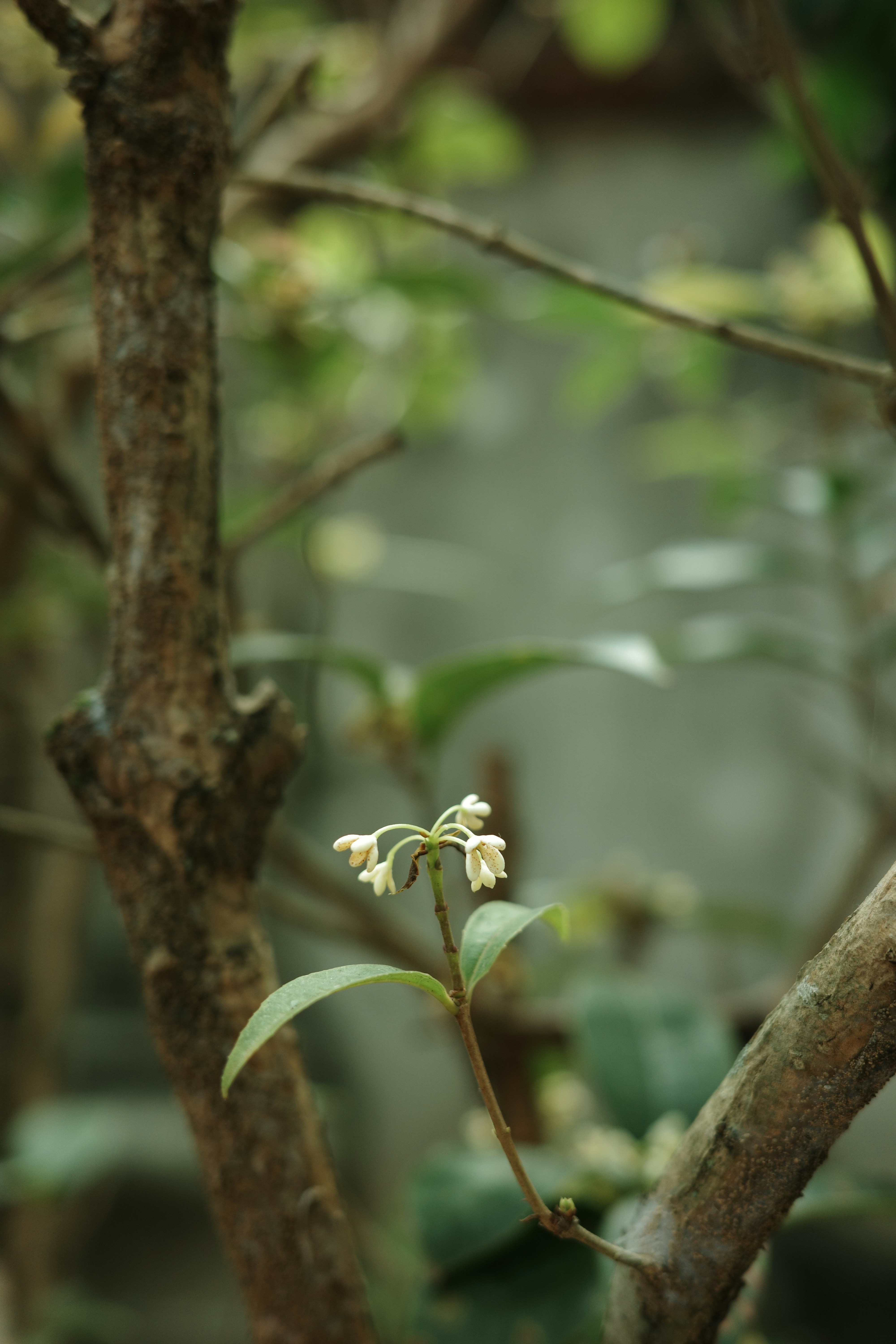 Delicate white flowers bloom on a tree branch.