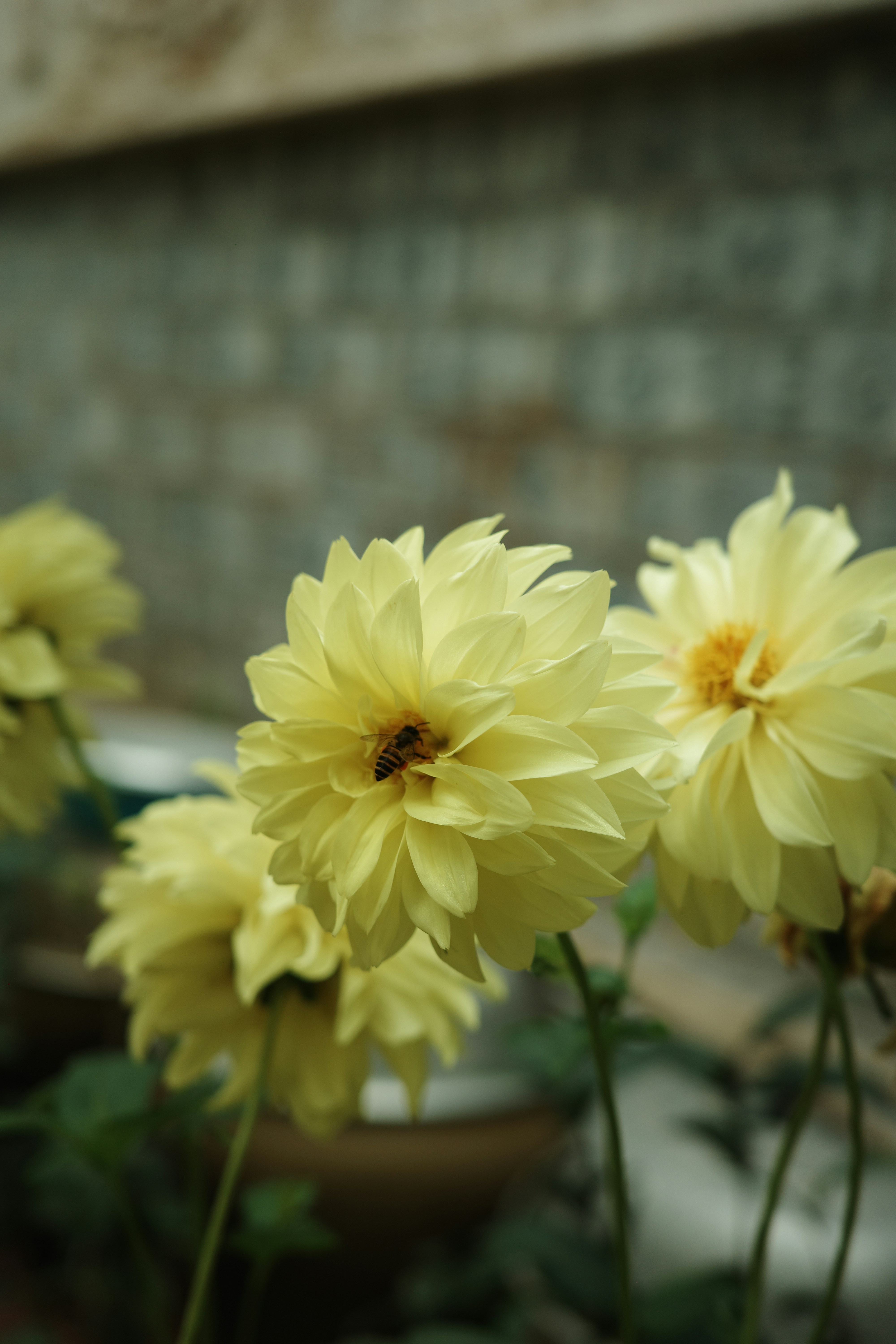 Yellow Dahlia Bloom in Soft Focus Garden