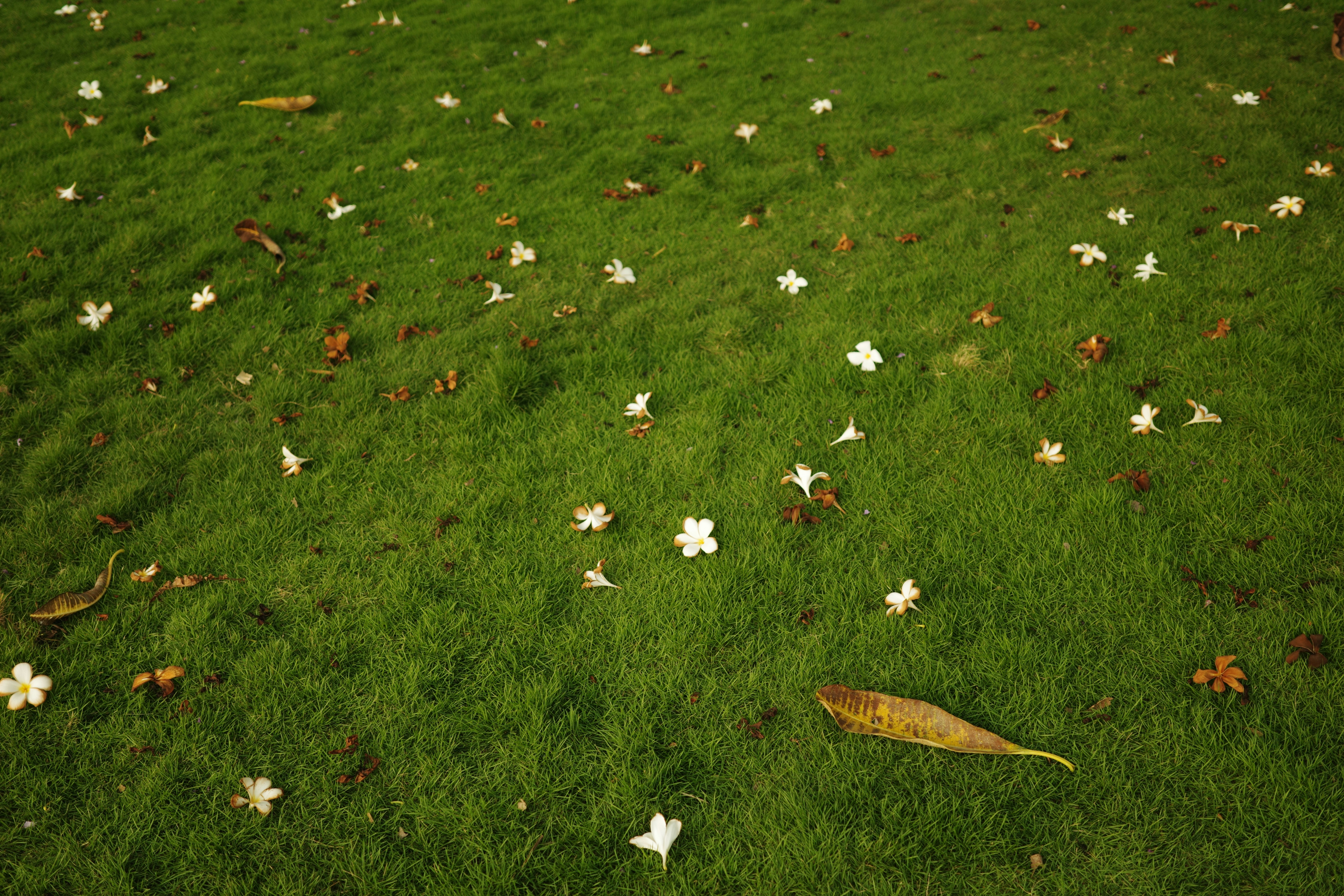 Petals on the Lawn: White Blooms Dot a Lush Green Field