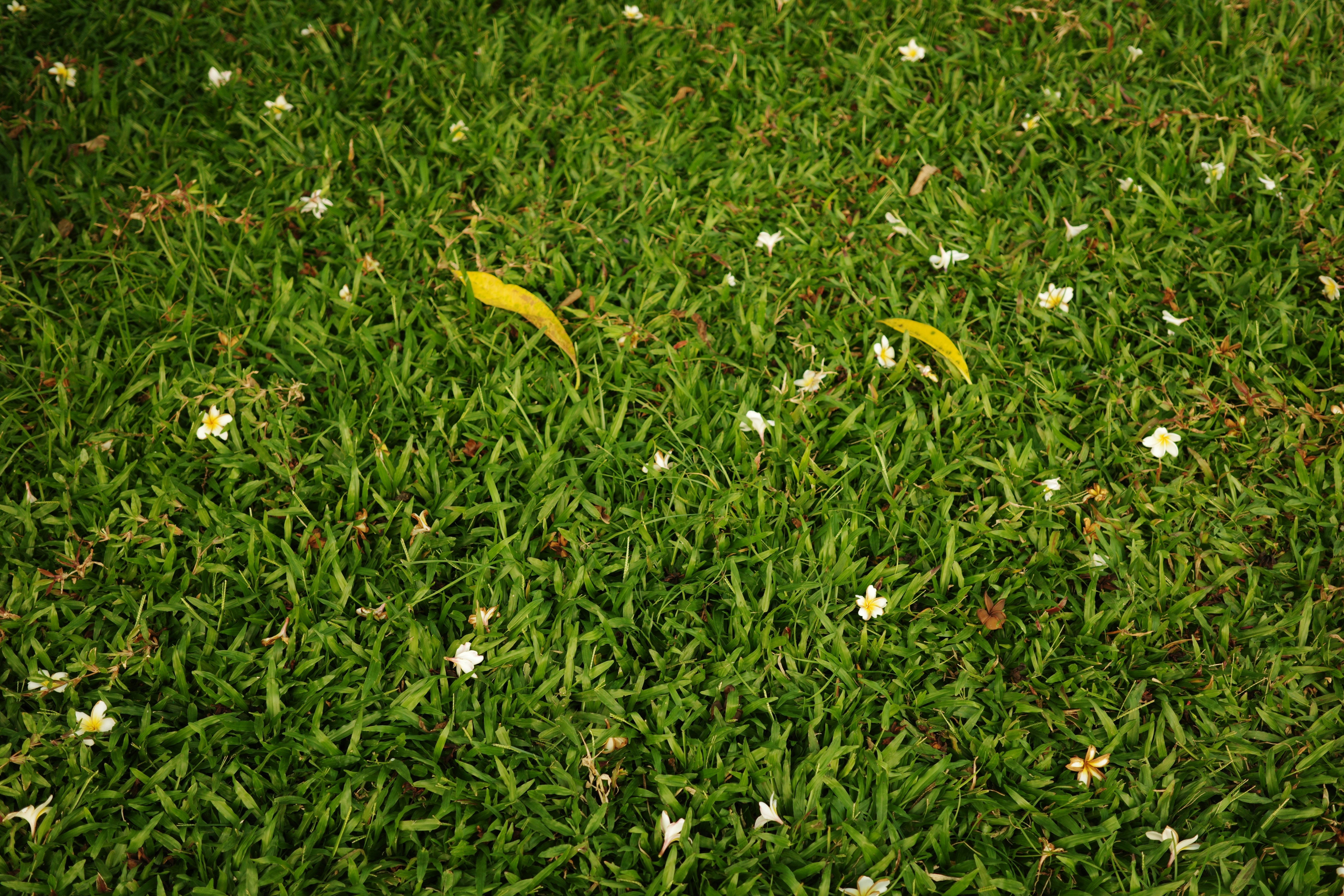 Close-up of dense green lawn speckled with small white blossoms, highlighting natural texture and repetition.