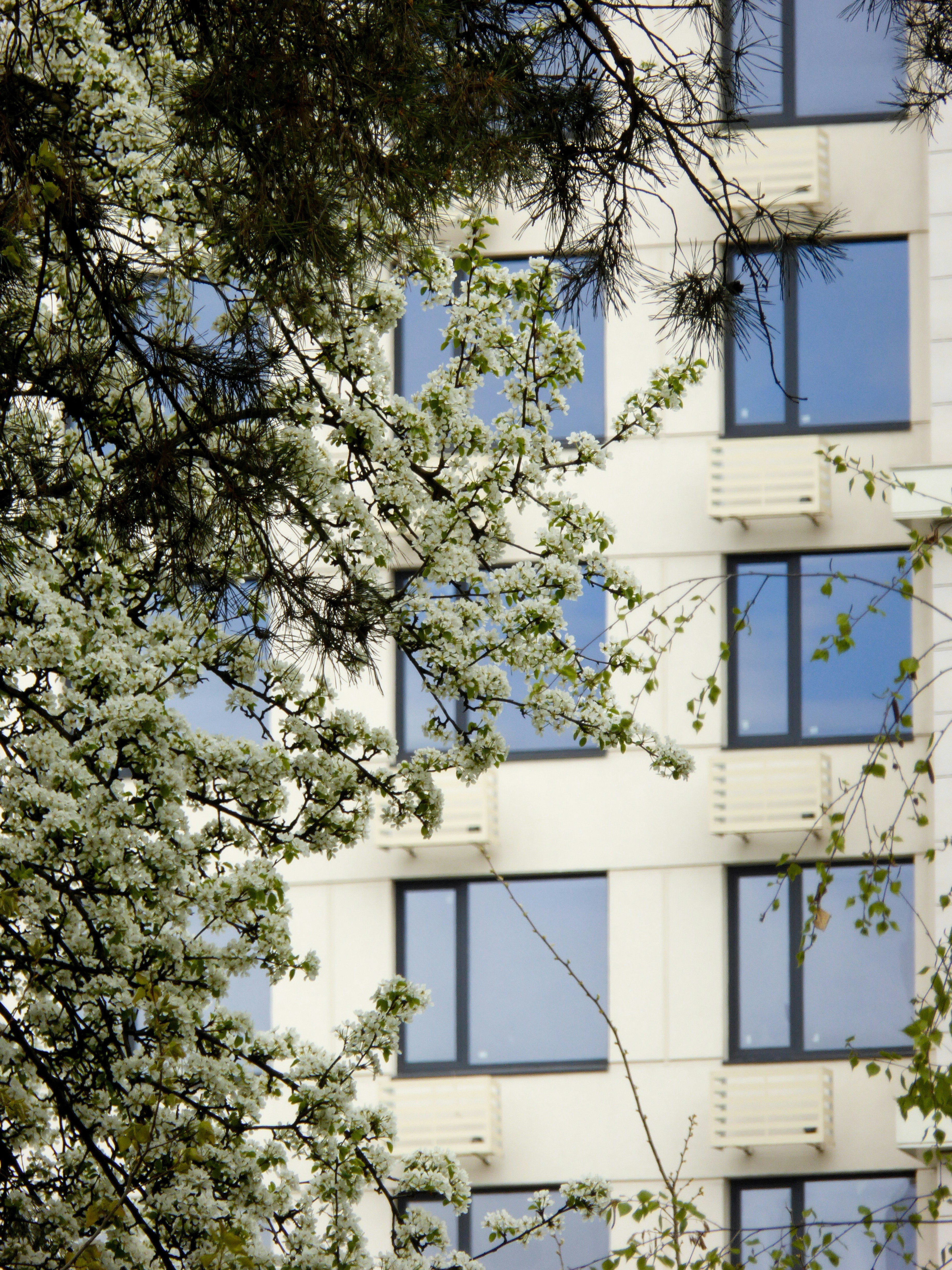 Spring bloom against a modern glass facade