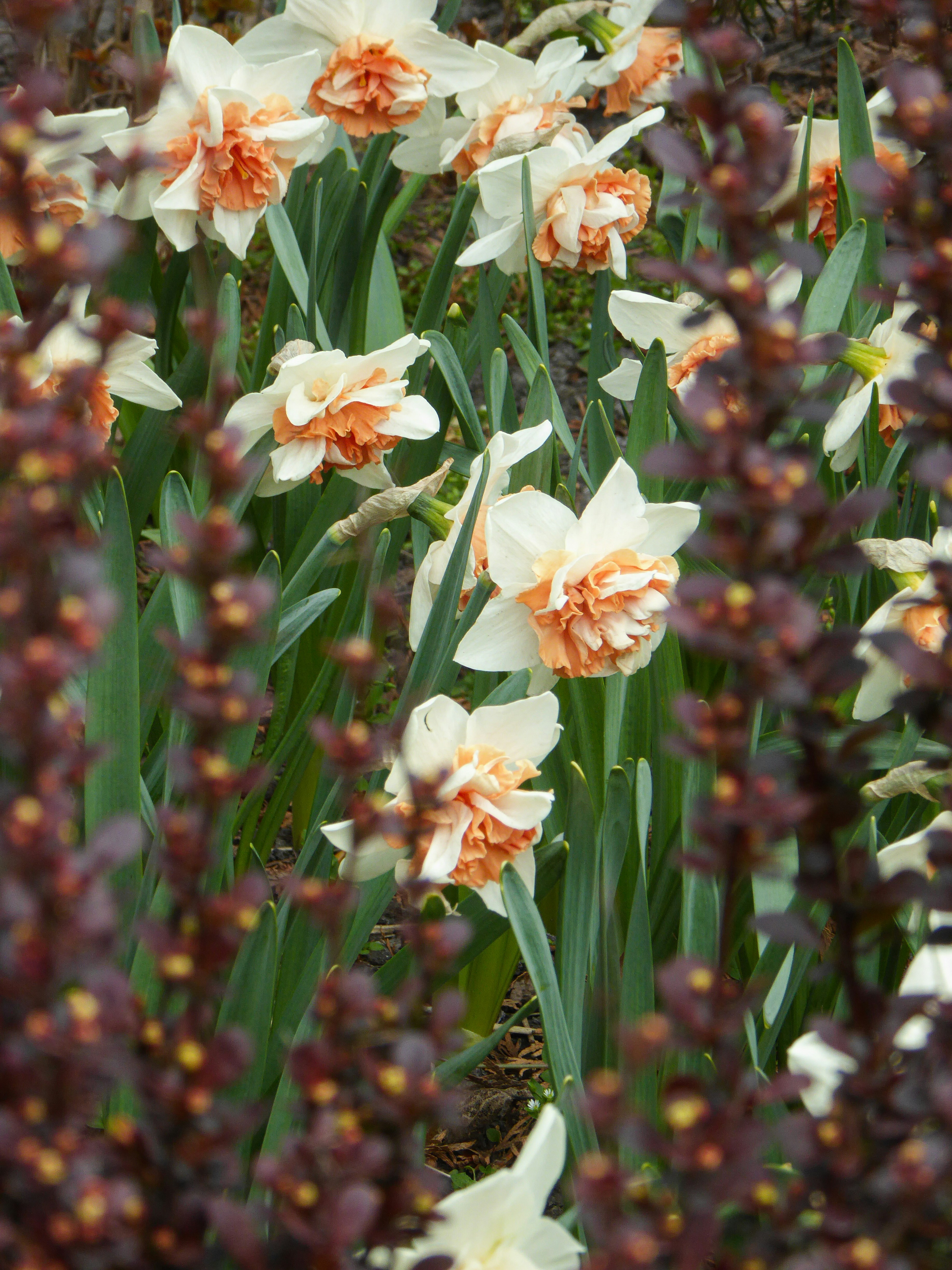Whispers of Peach and Ivory in a Spring Border