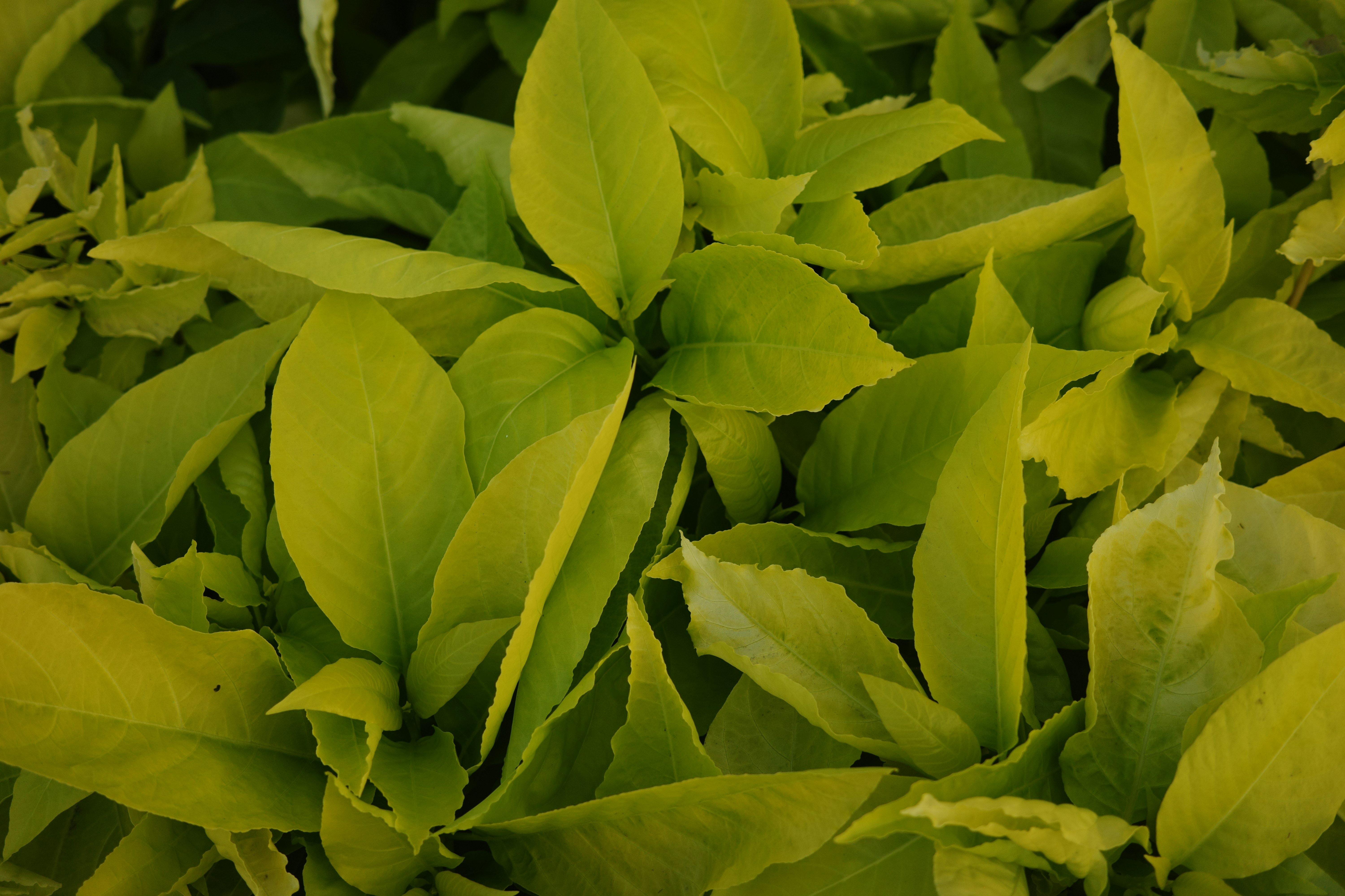 Vibrant Olive Canopy: A Sea of Green-Announced Leaves