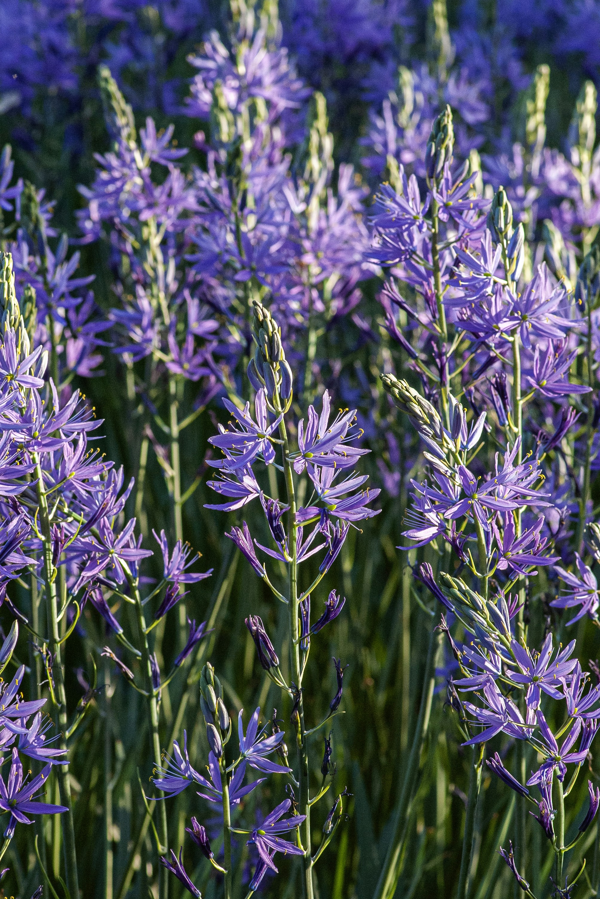 Lavender Surge: A Field of Violet Stems Reaching for the Light