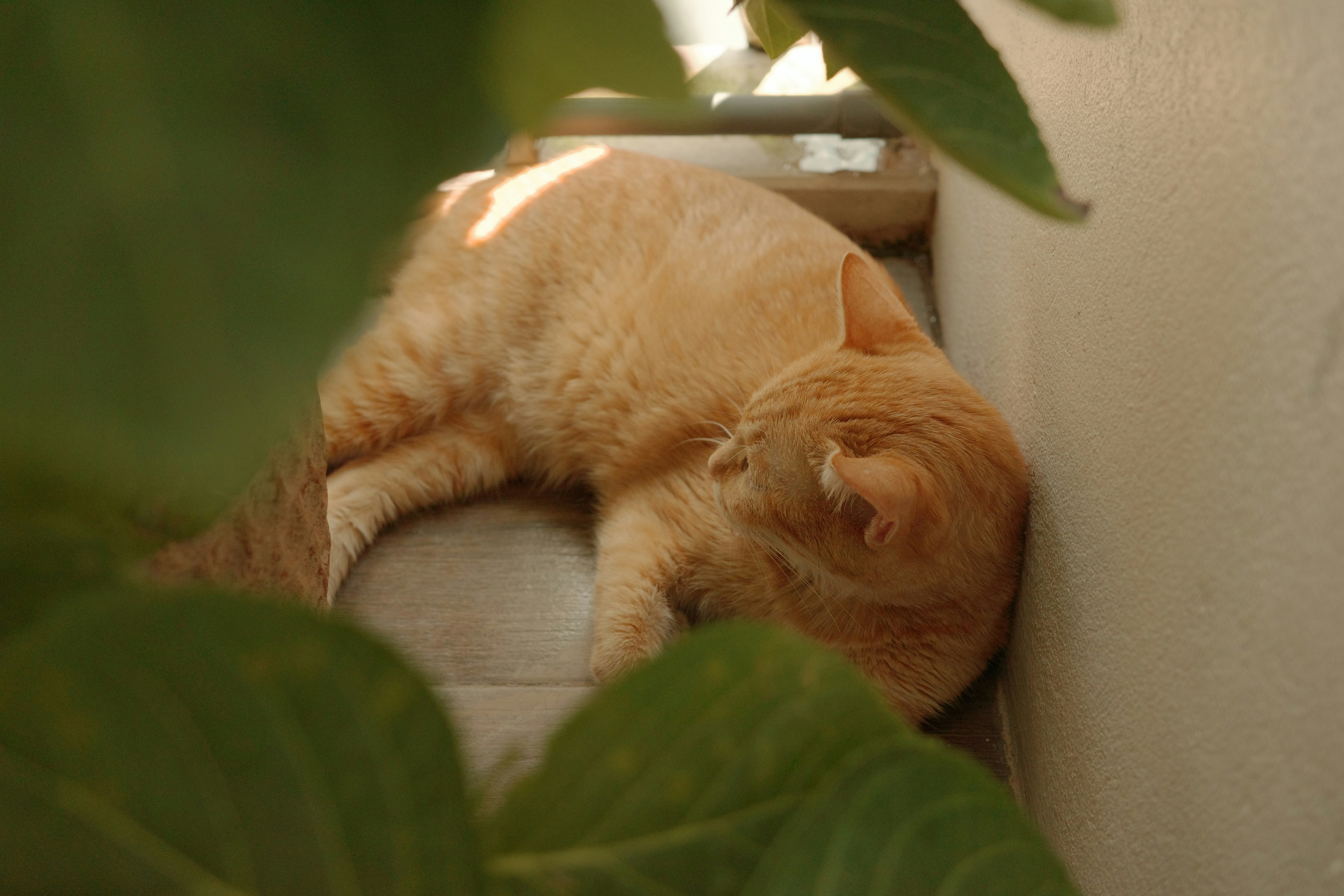 Hidden Maze of Orange Sleep: A Cat Resting Between Green Leaves