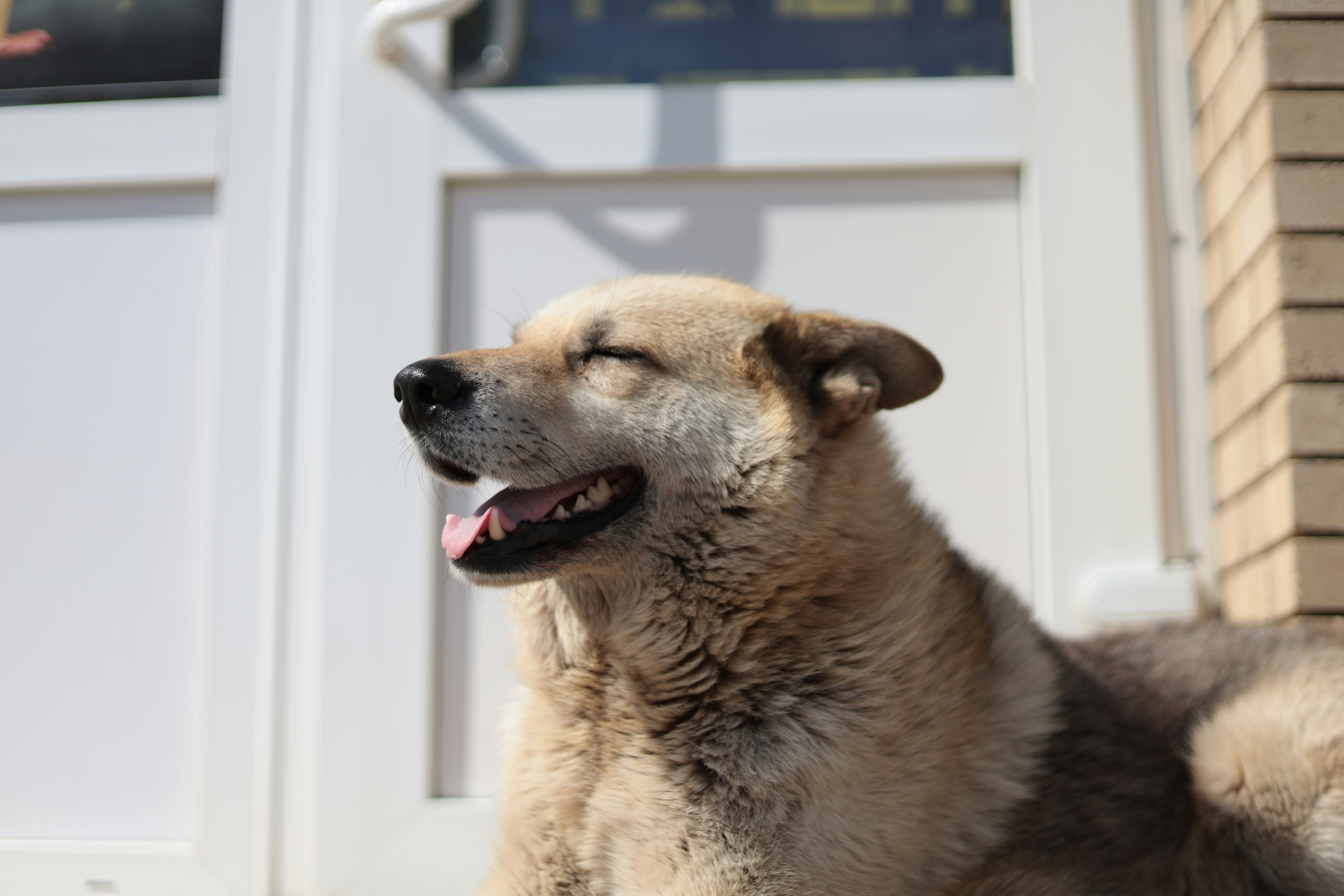 Sunny-Open Moment: A Dog Enjoys the Afternoon Light by the Doorway