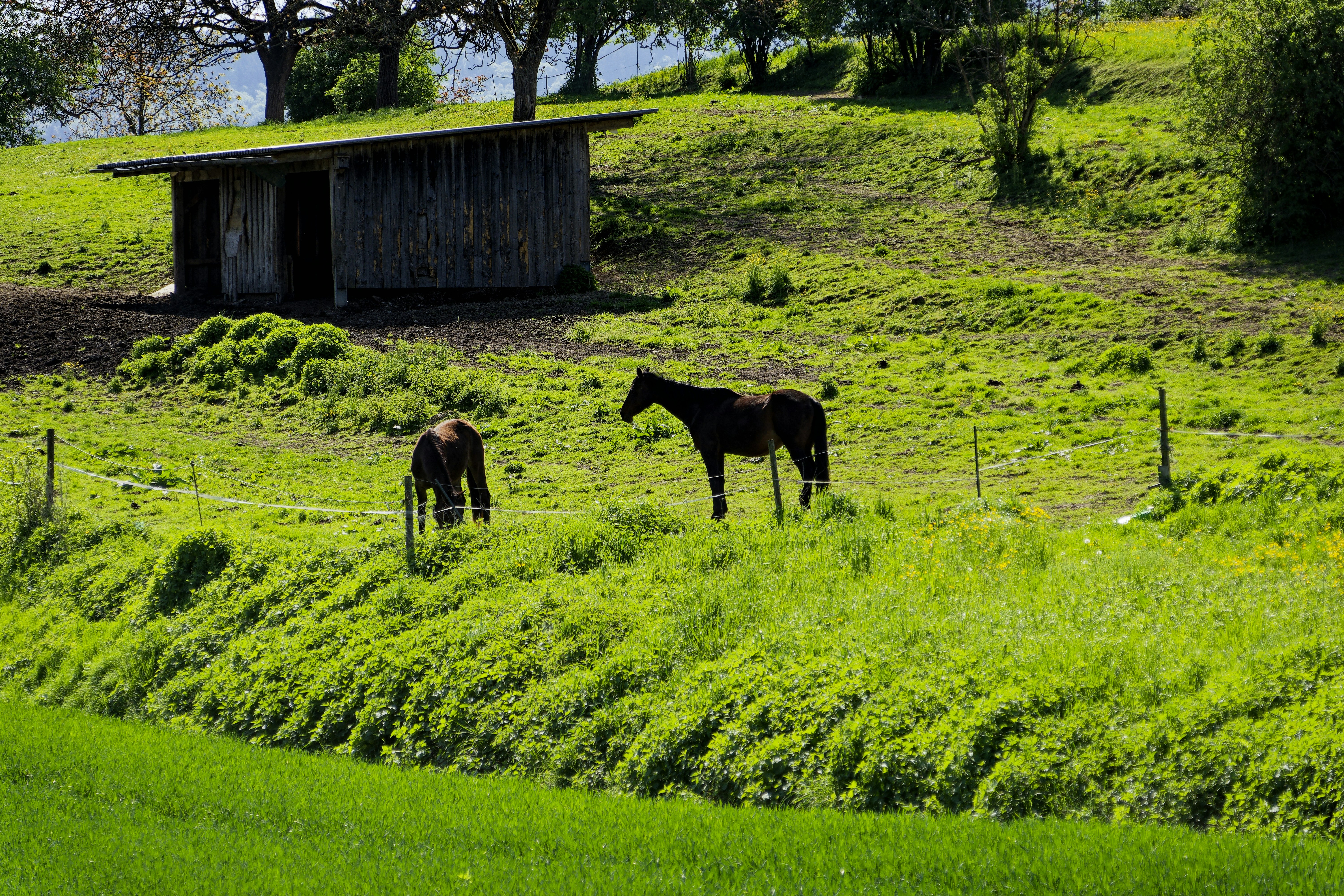 Pasture Ponder: Two Horses in a Sunlit Meadow