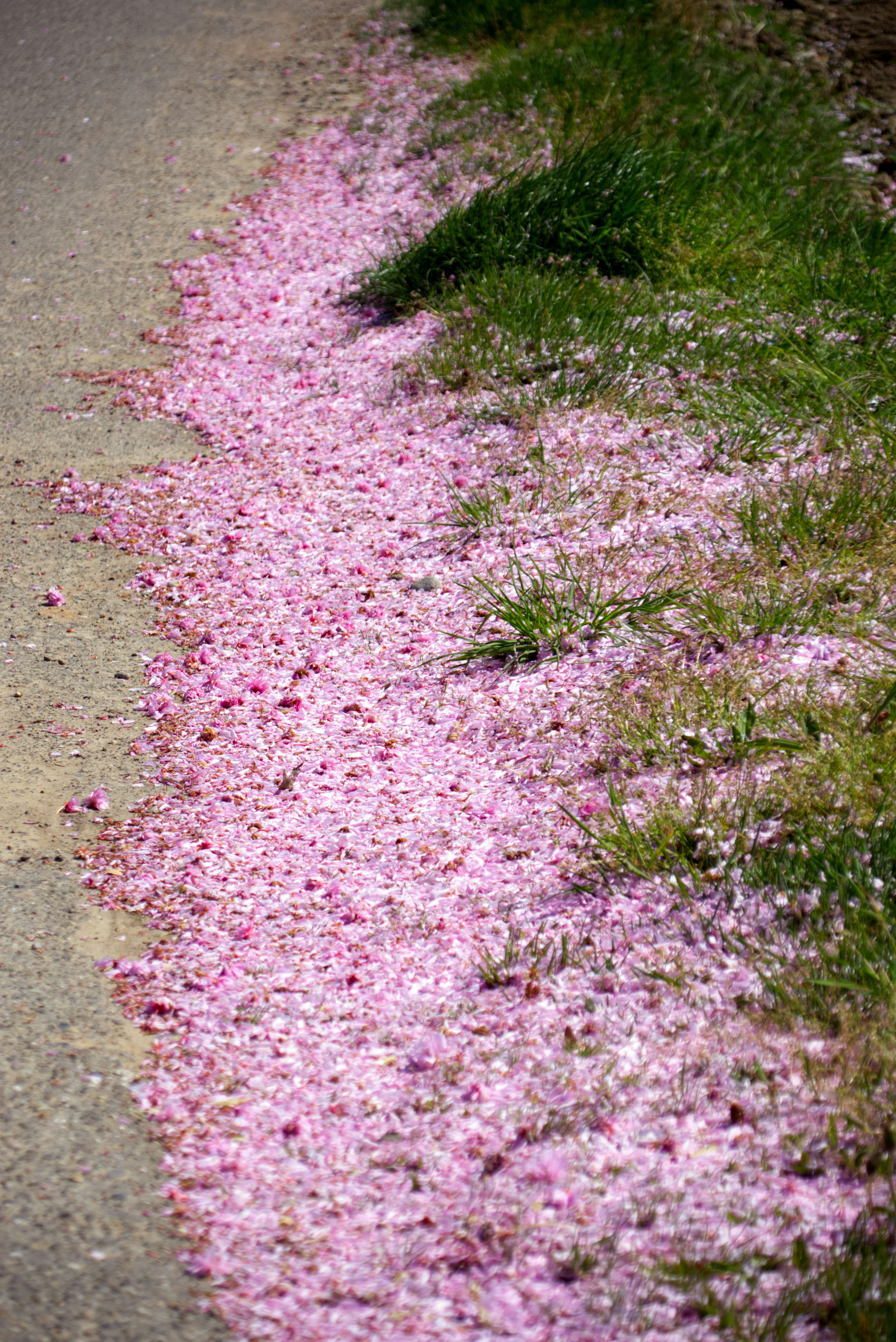 Petal-lined Path: Spring Pink on the Edge of Concrete