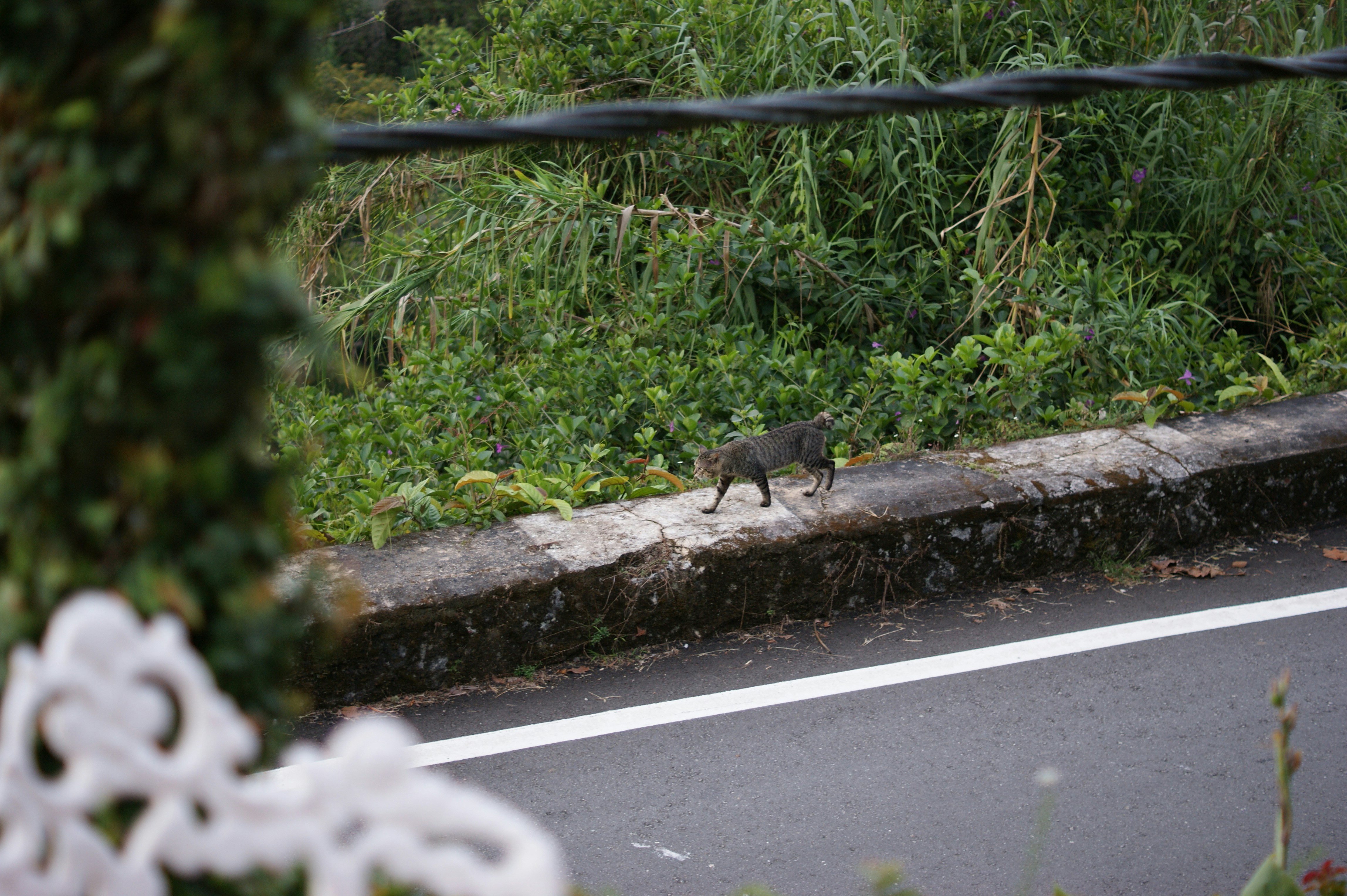 Midfield Stride: A Small Cat Traverses the Roadside Verge
