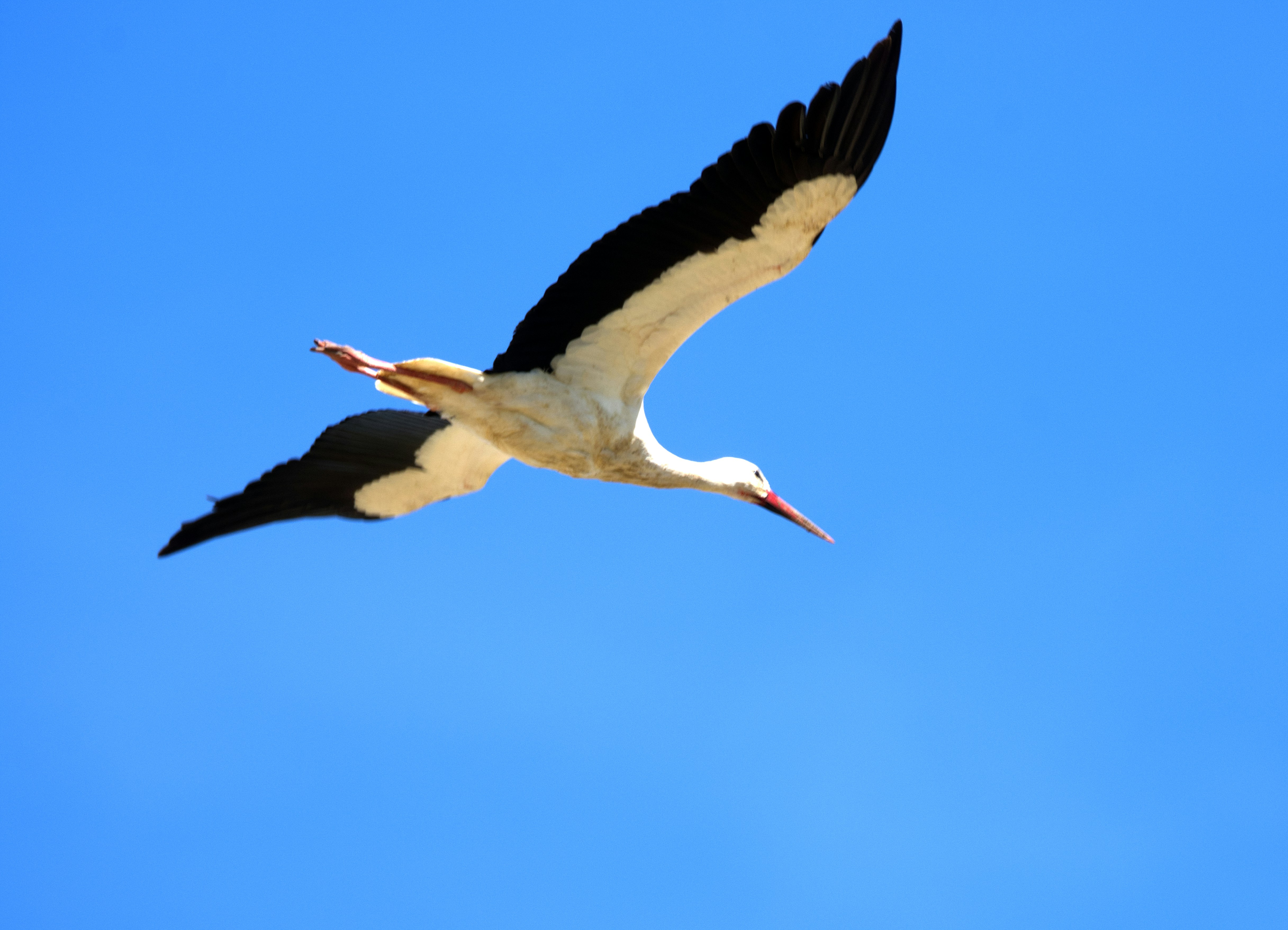 Winged Contrast: Seagull in a Clear Blue Skies