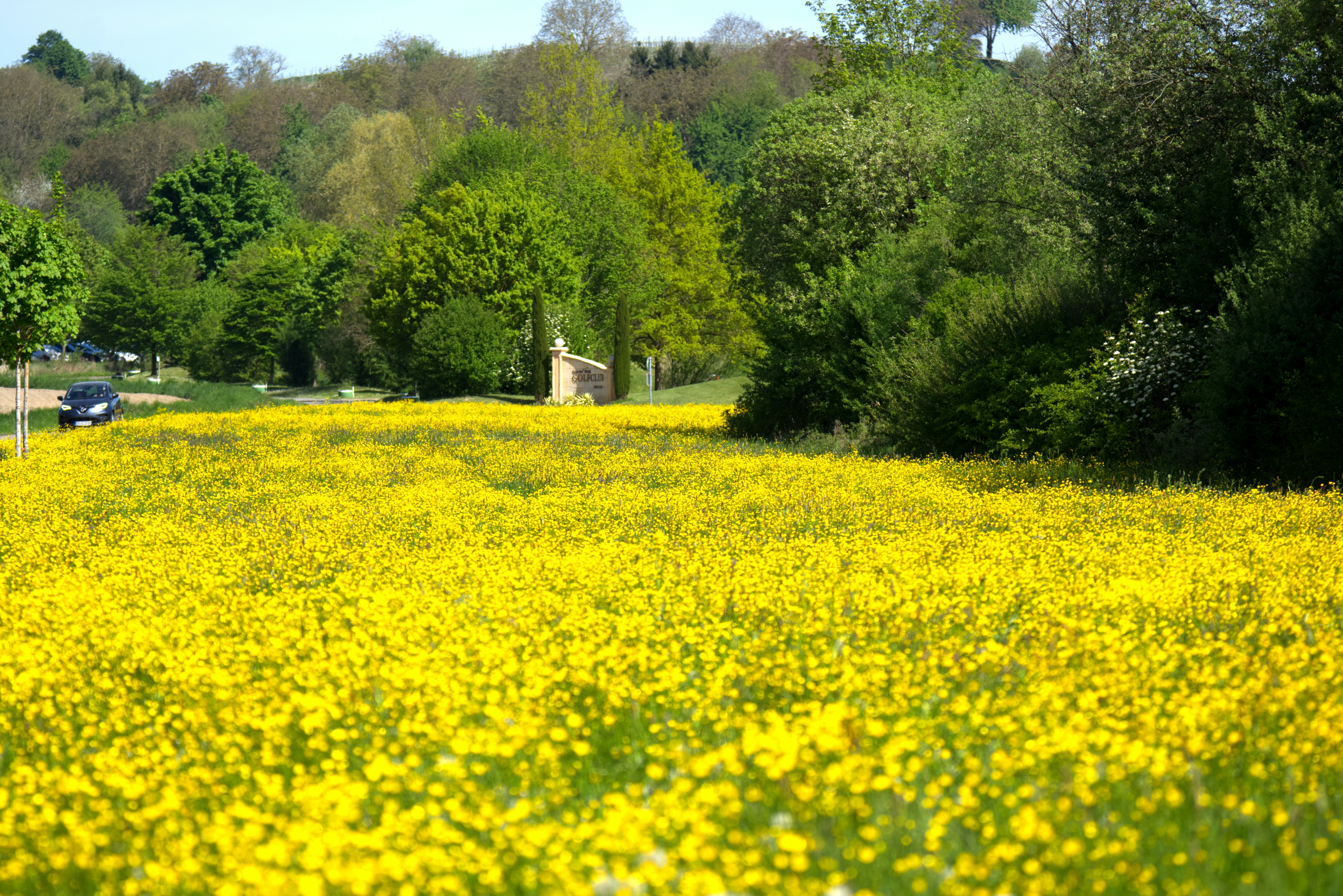 Field of Golden Bloom Plans Beyond a Tree Line