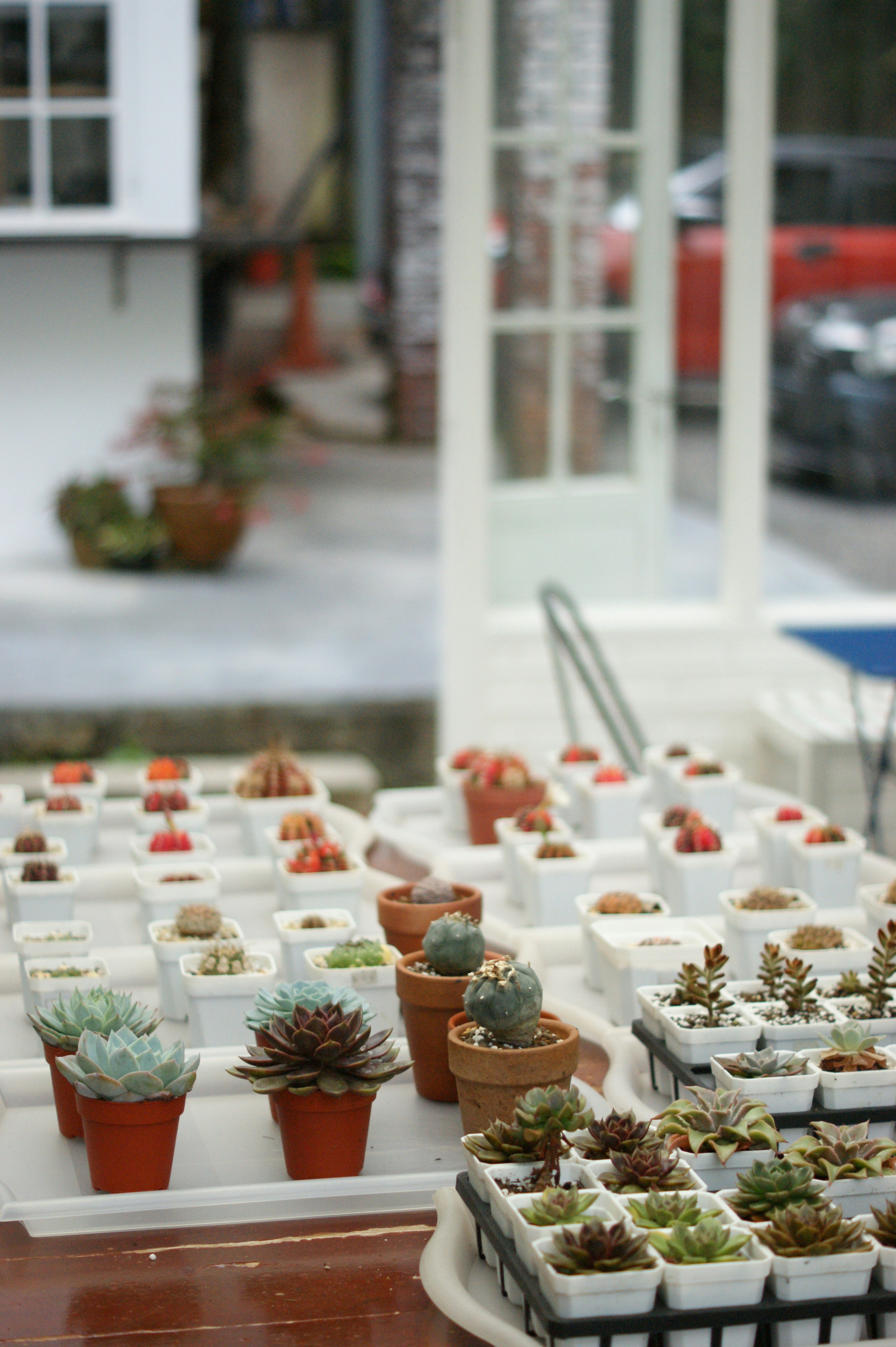 Succulent Still Life: A Soirée of Tiny Pots on a Sunlit Table