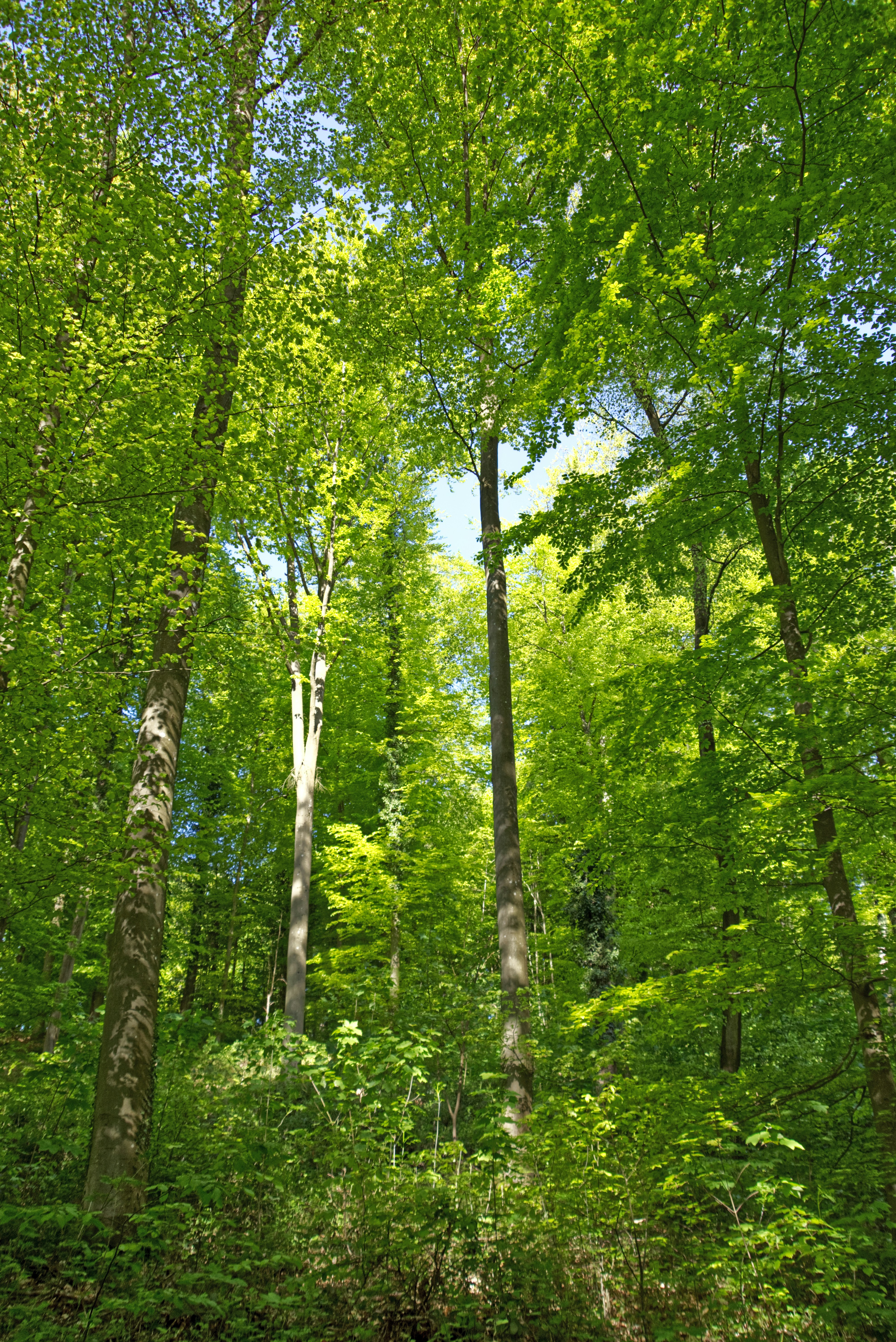 Sunlit canopy: vertical trunks rising through a sea of emerald leaves