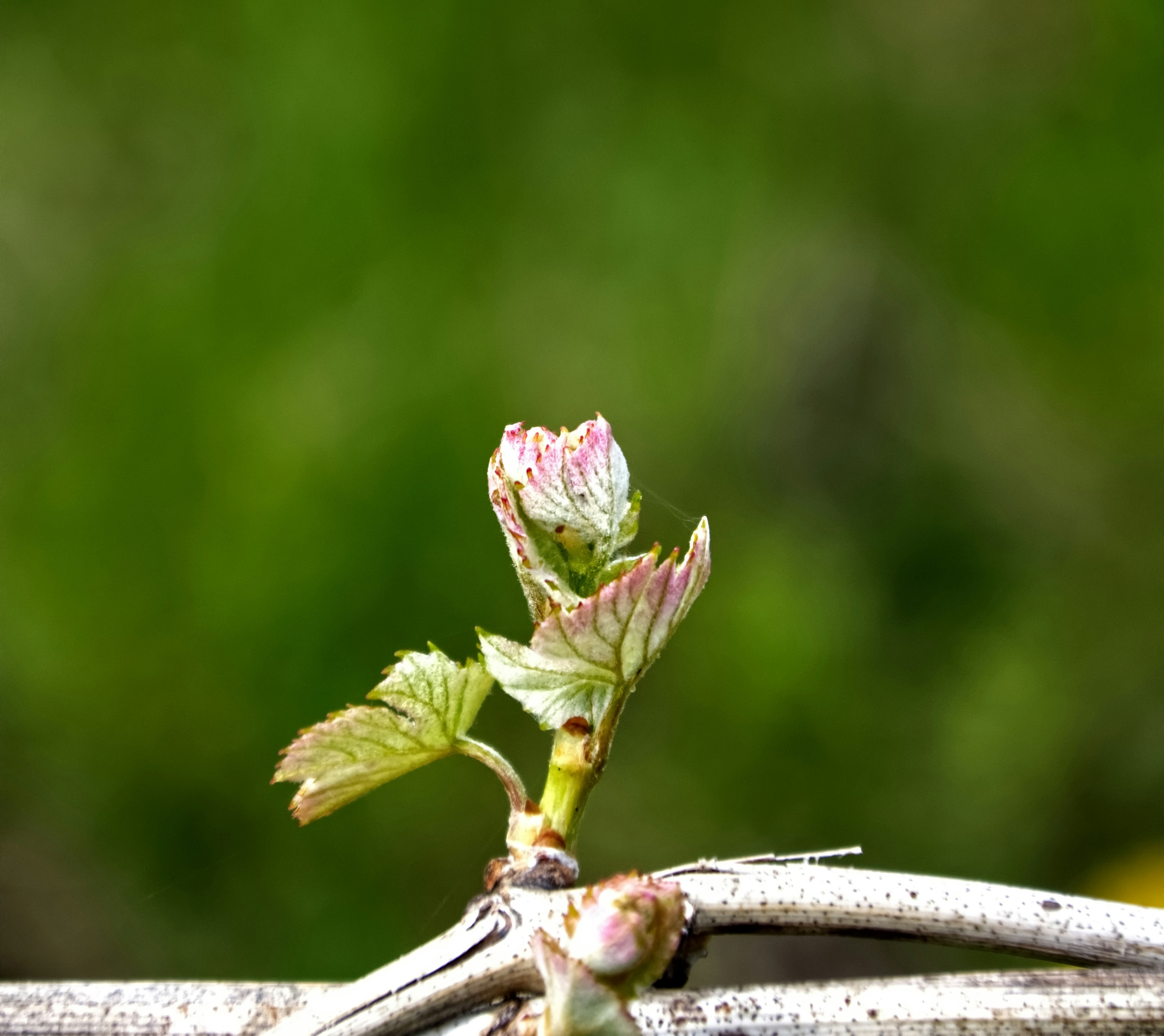 Bud Burst on a Worn Vine: A Tiny Green Triumph