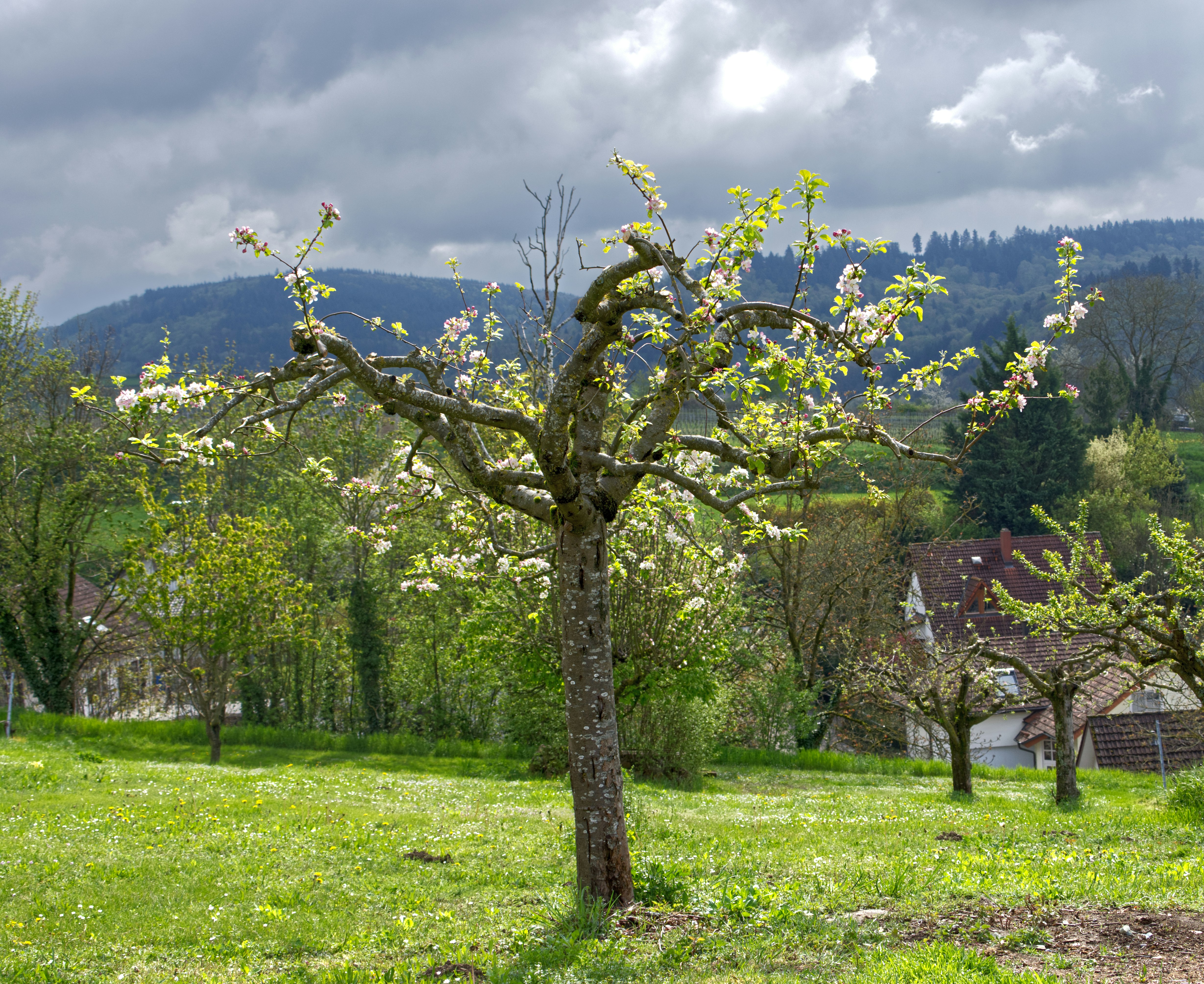 Blossoming Apple Tree in a Quiet Rural Field