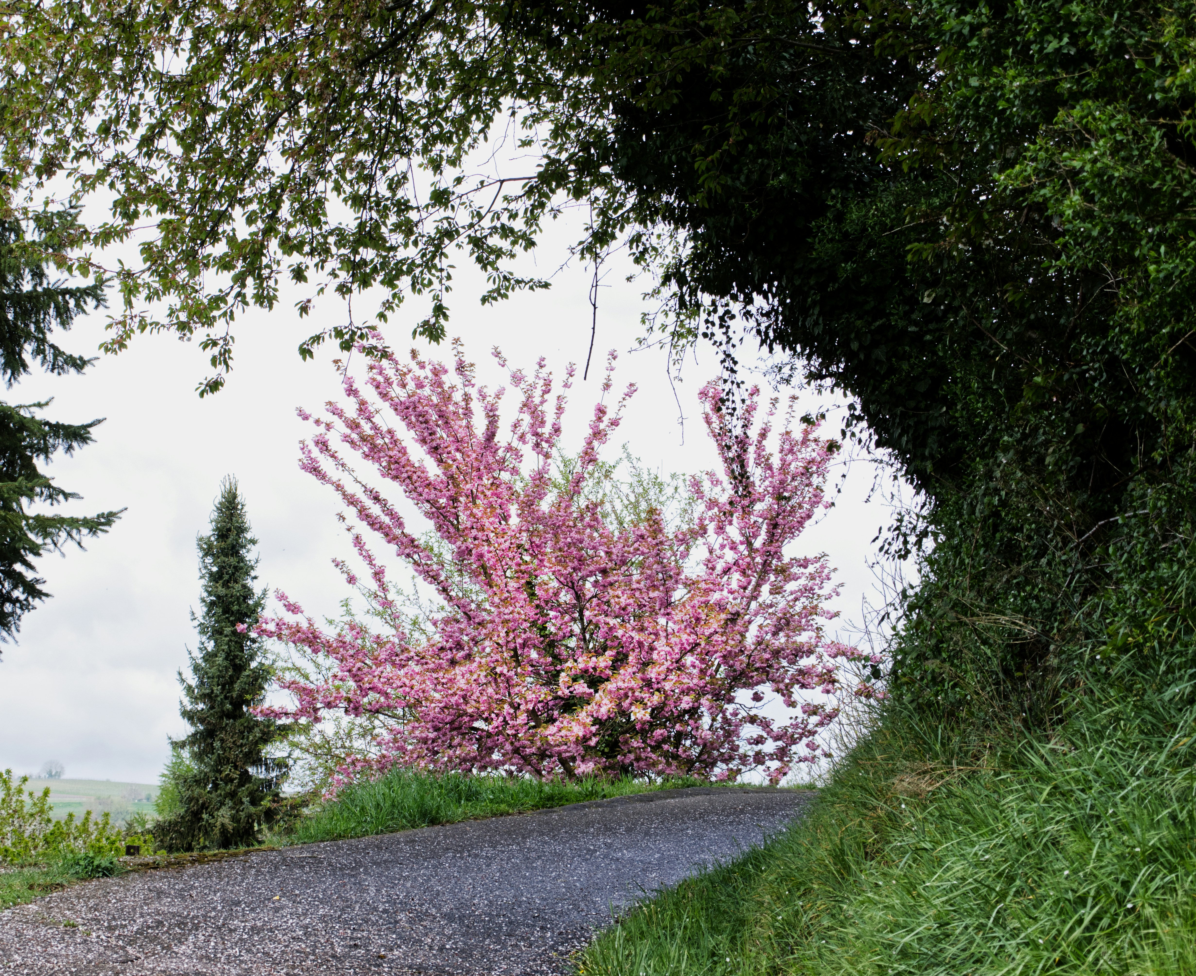 Blossom along the Curving Trail