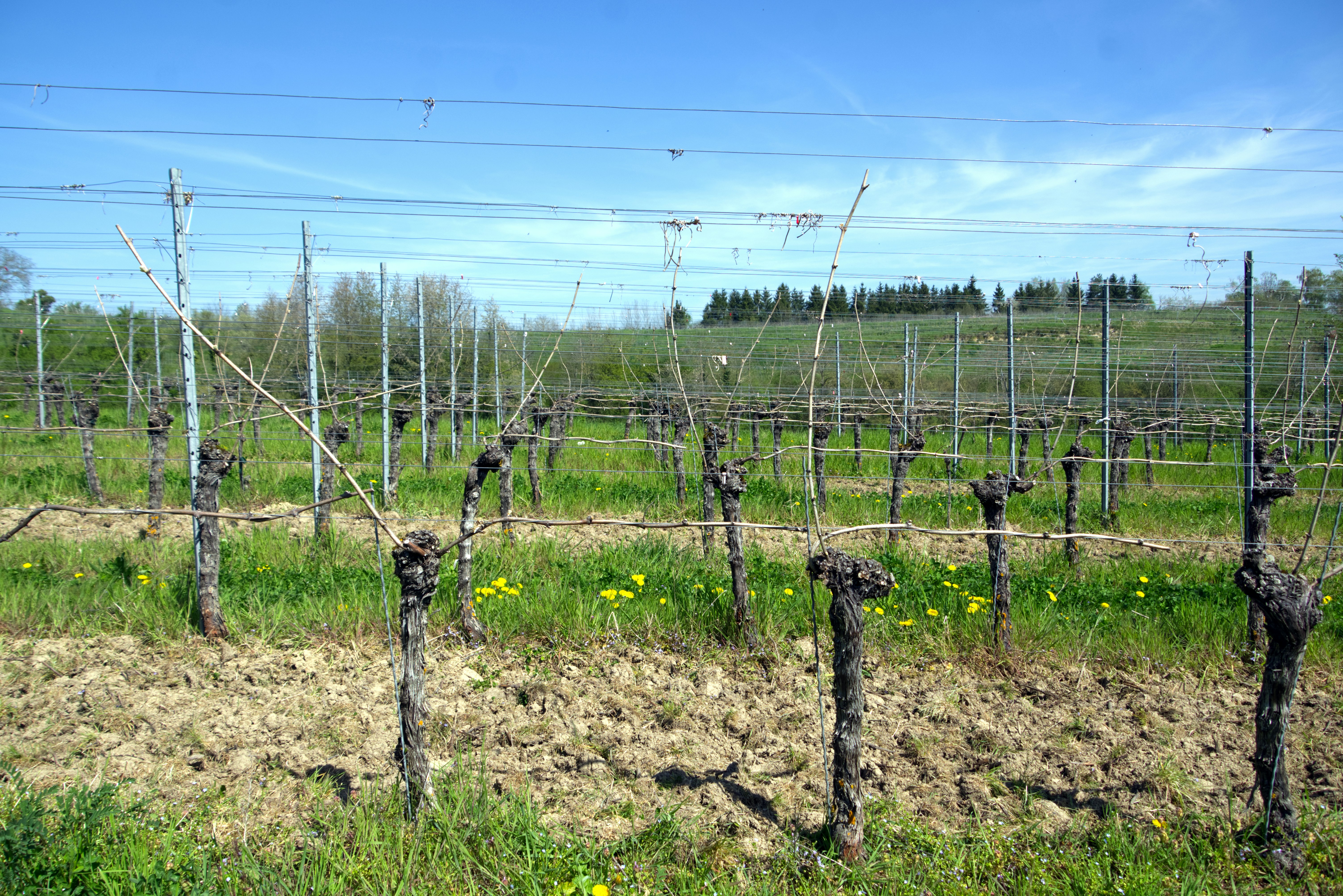 Vineyard Rows Under Clear Sky: Pruned Trellises Reach for Spring