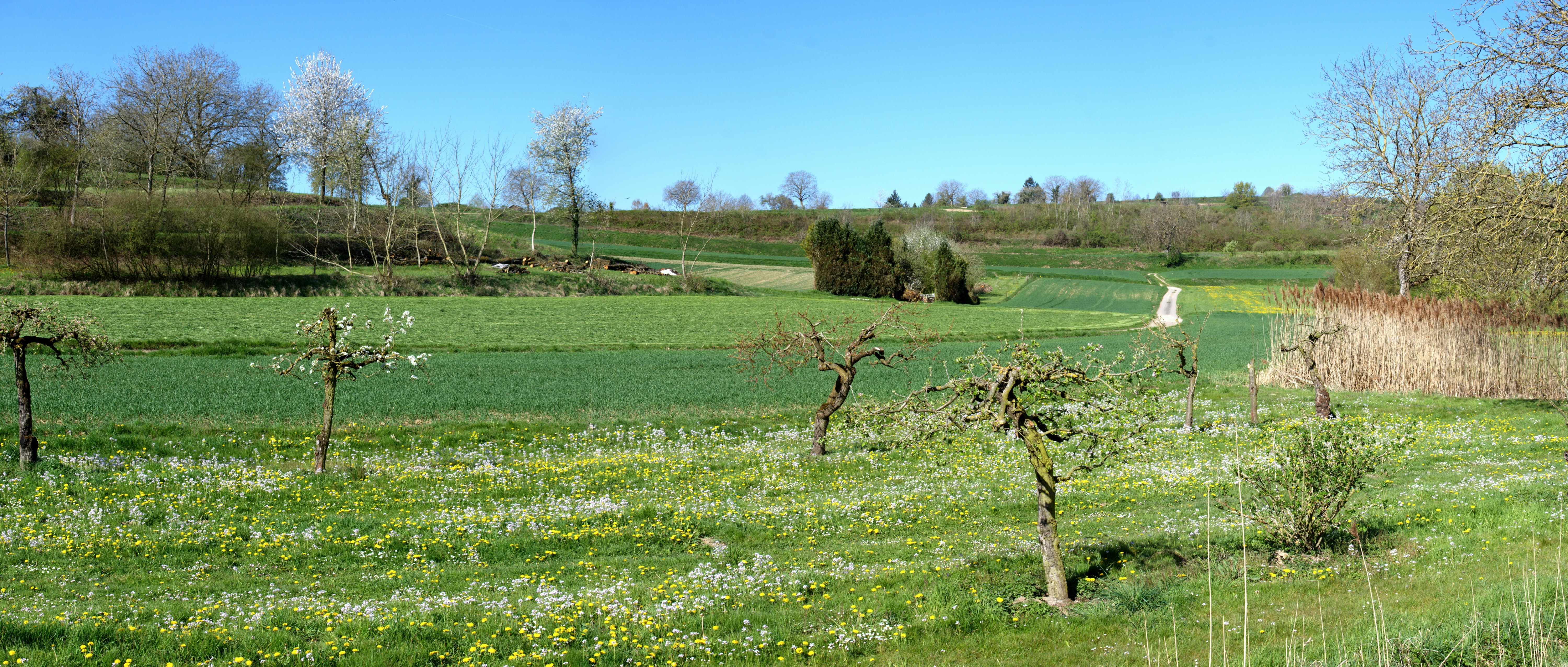 Spring Meadow with Orchard and rolling hills