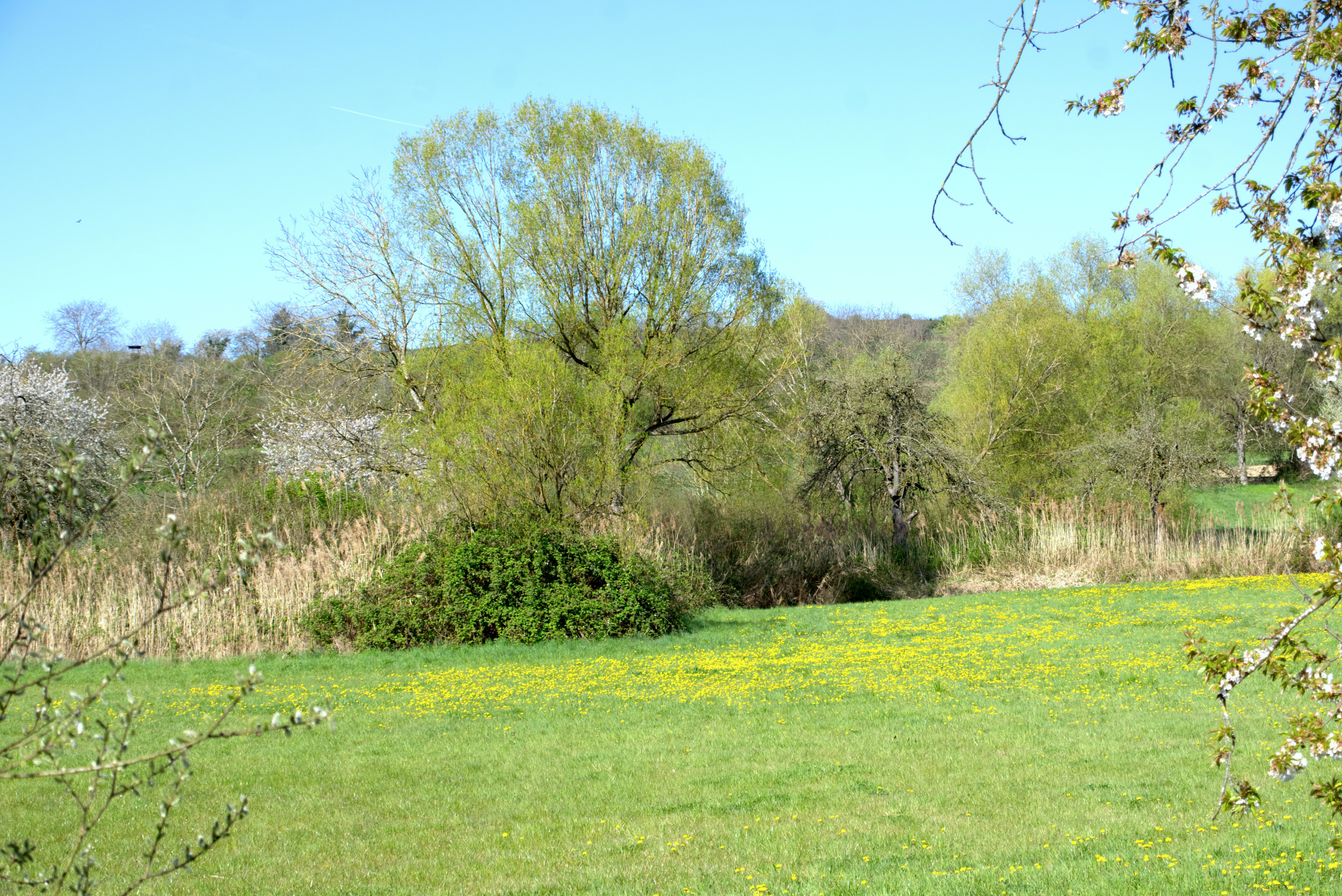 Spring Meadow with Distant Trees and Yellow Wildflowers