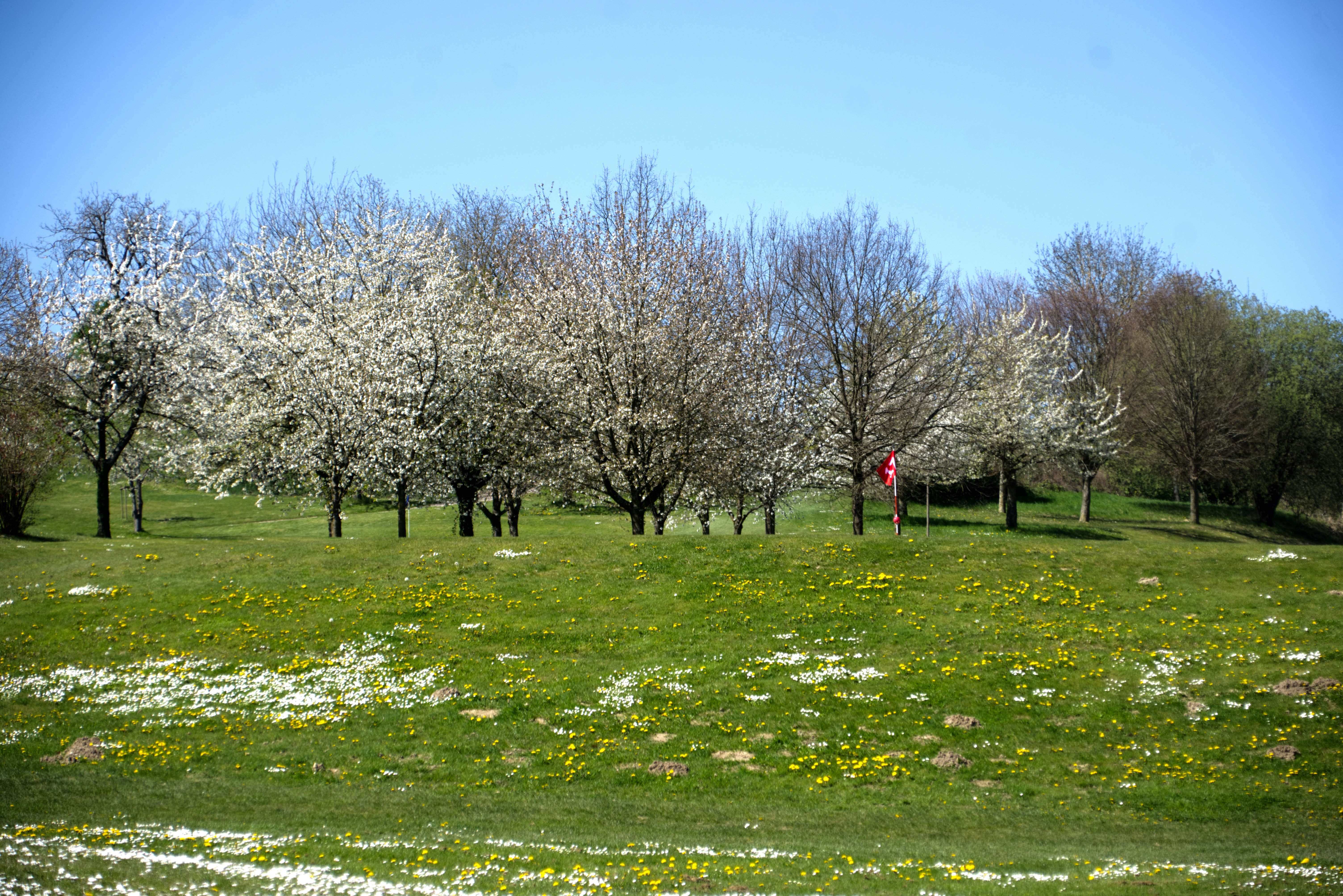 Spring Orchard in Full Bloom: Row of Trees Across a Meadow