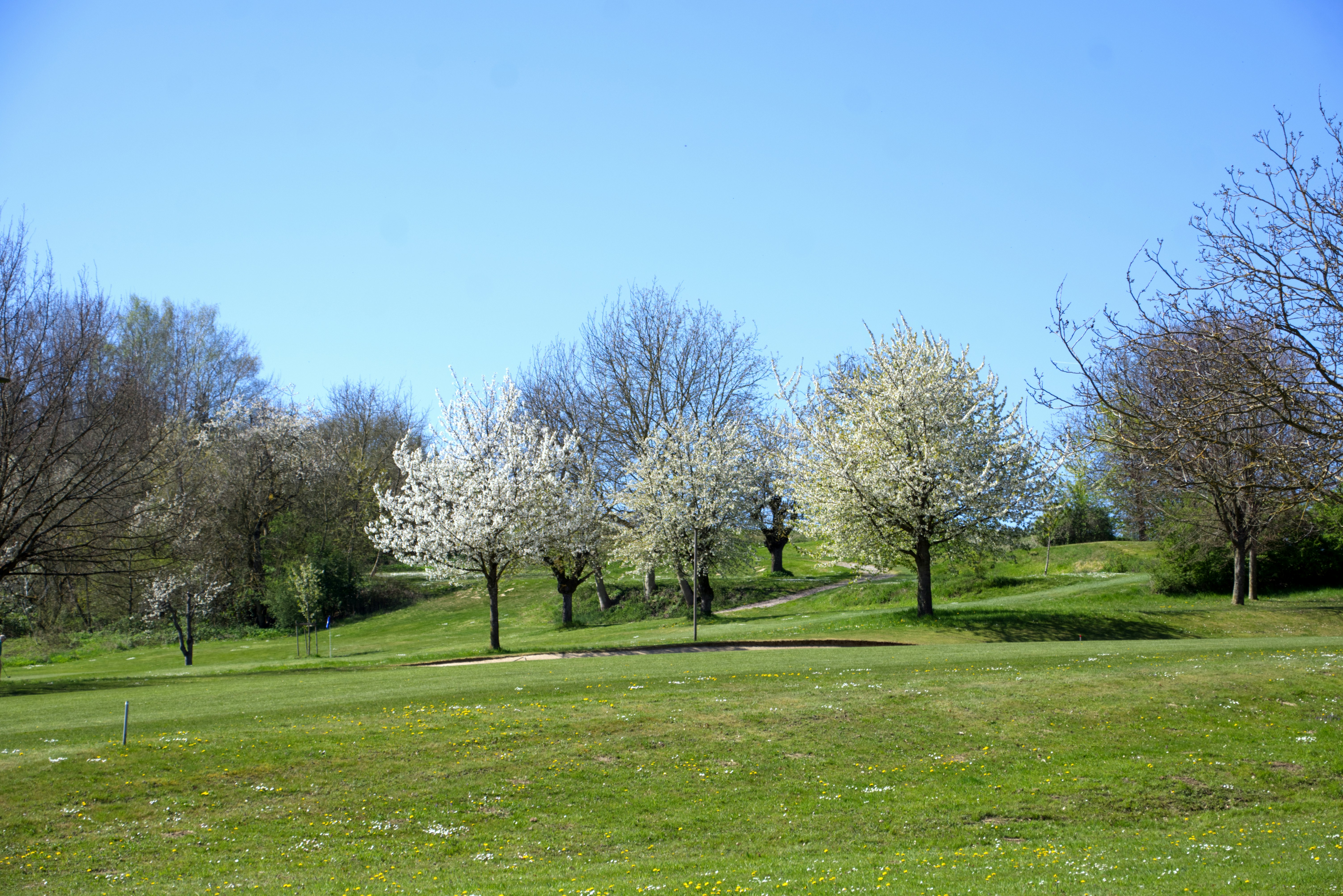 Blossom Row on a Gentle Park Crest