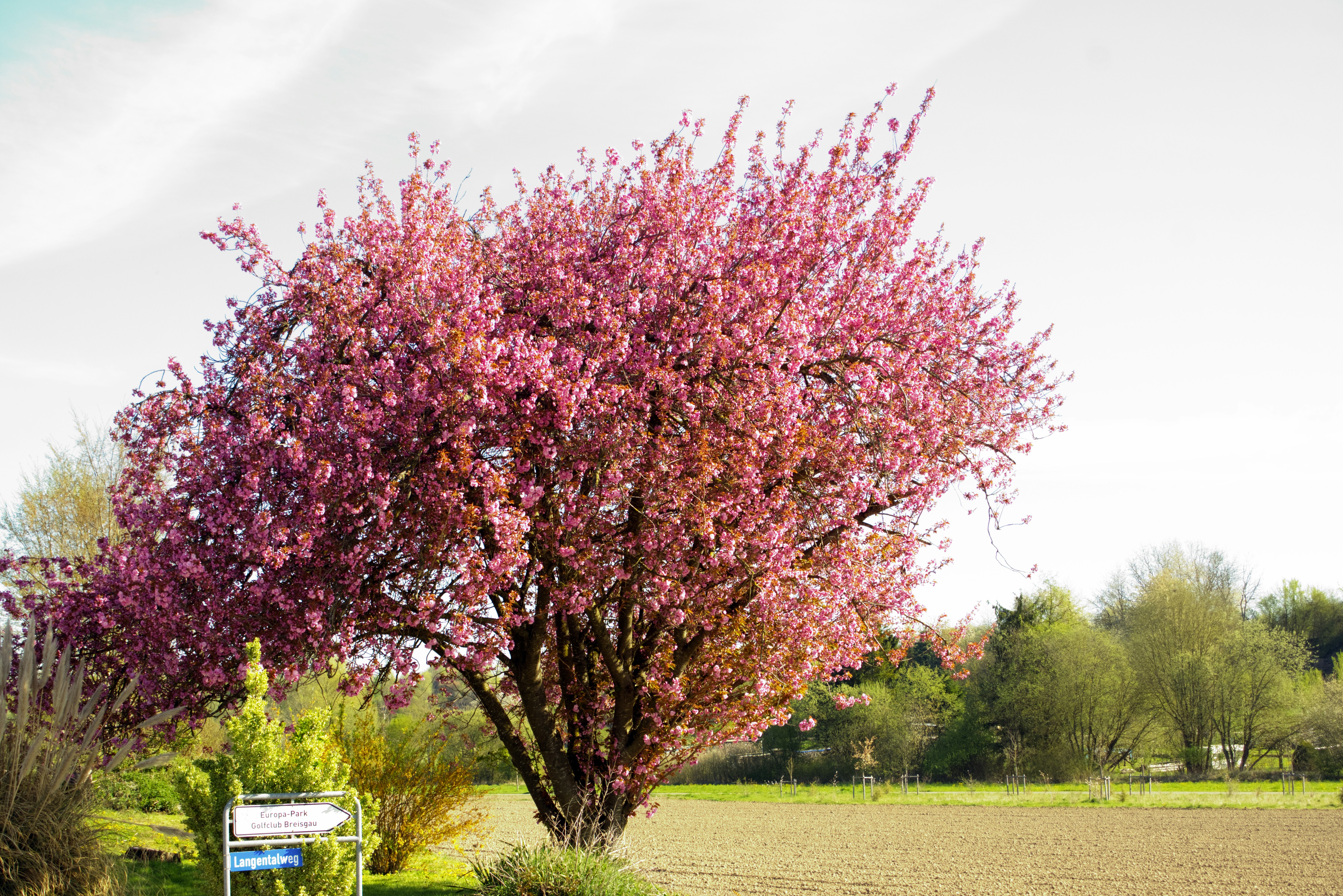 Blossomed Orchard Sentinel in Full Sun