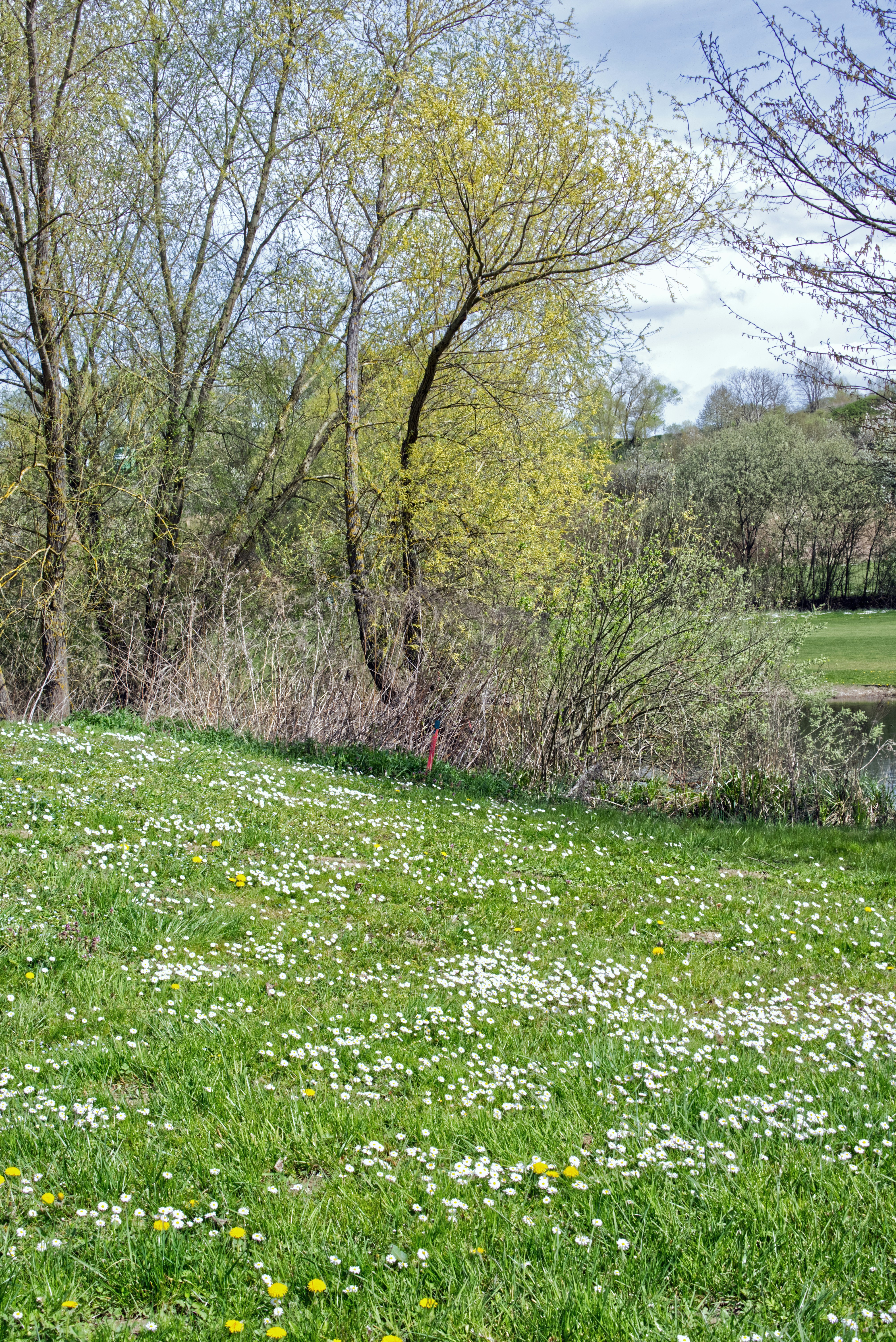 Spring Meadow Bloom under a Canopy of Trees