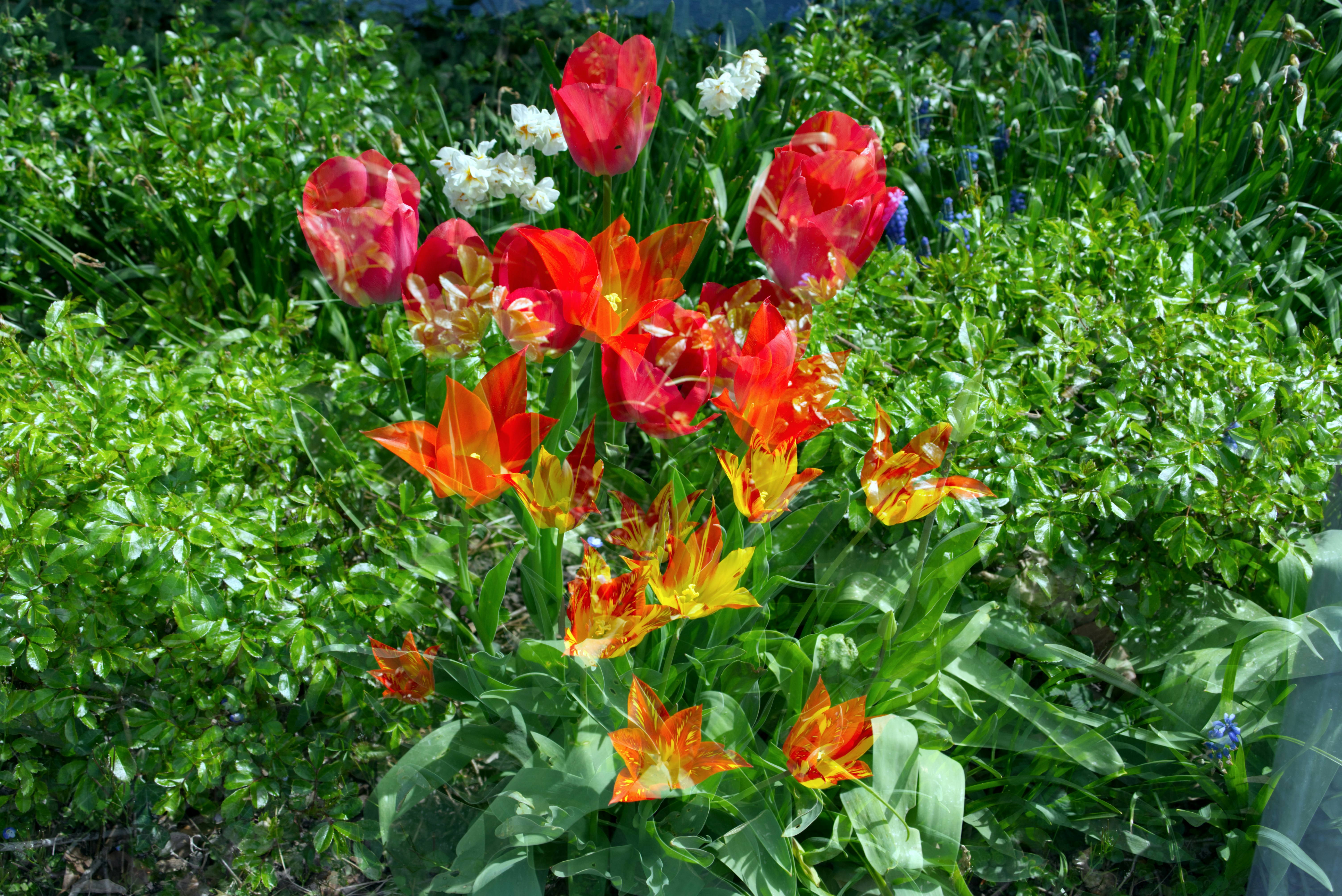 Fiery Tulips Blooming Amid Green Backdrop