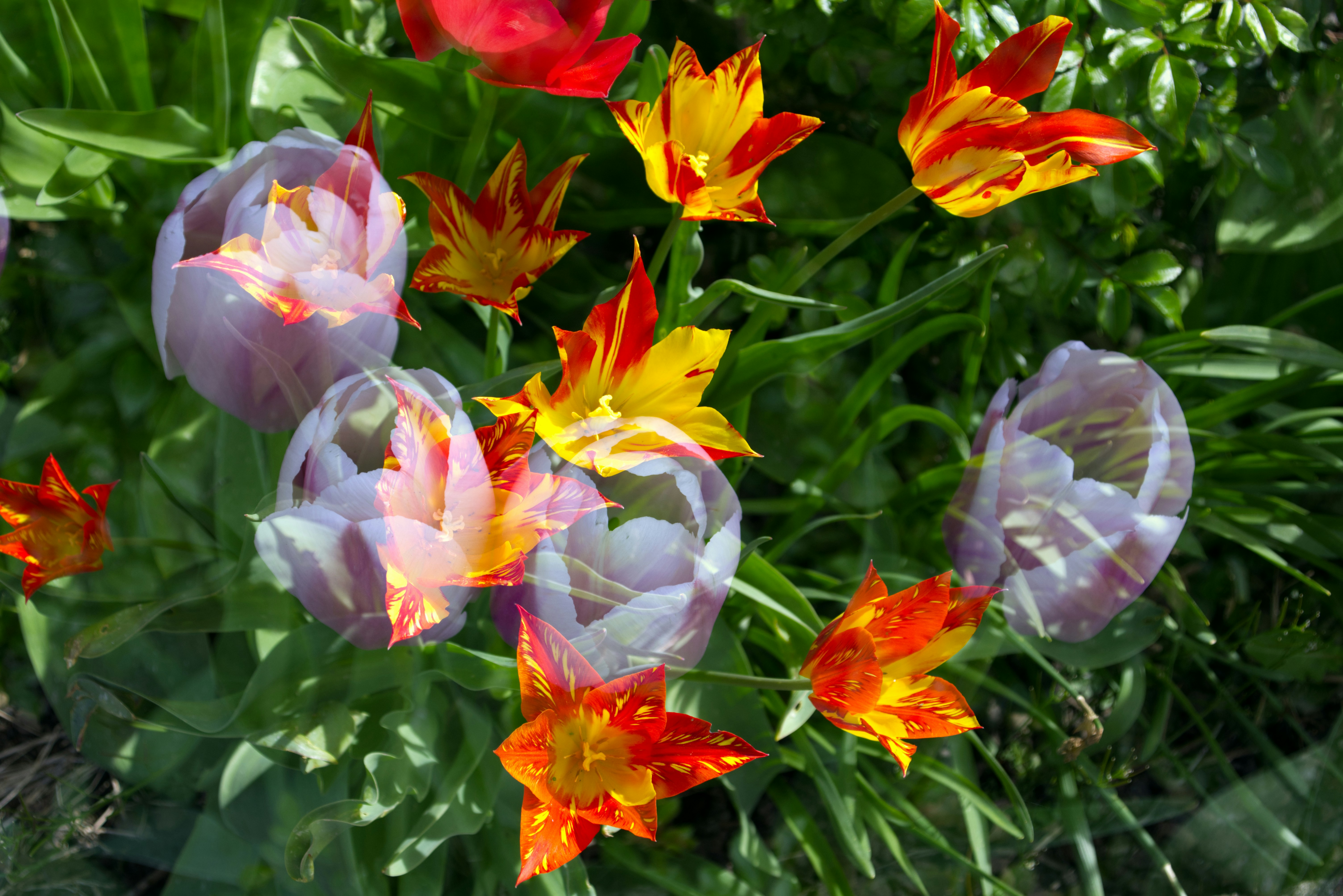 Bursts of Color Through a Bubble Garden