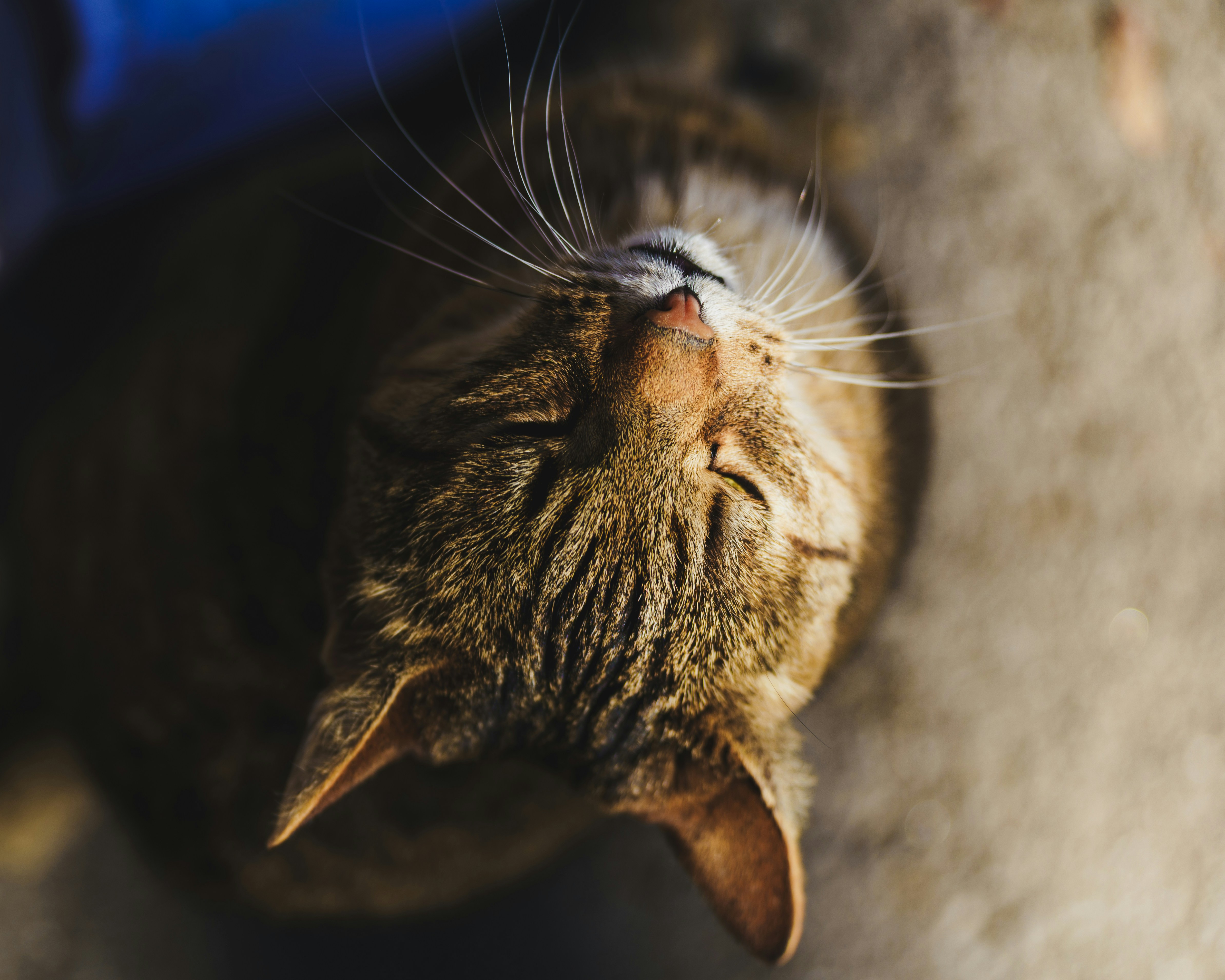 Upside-Down Whiskered Watcher